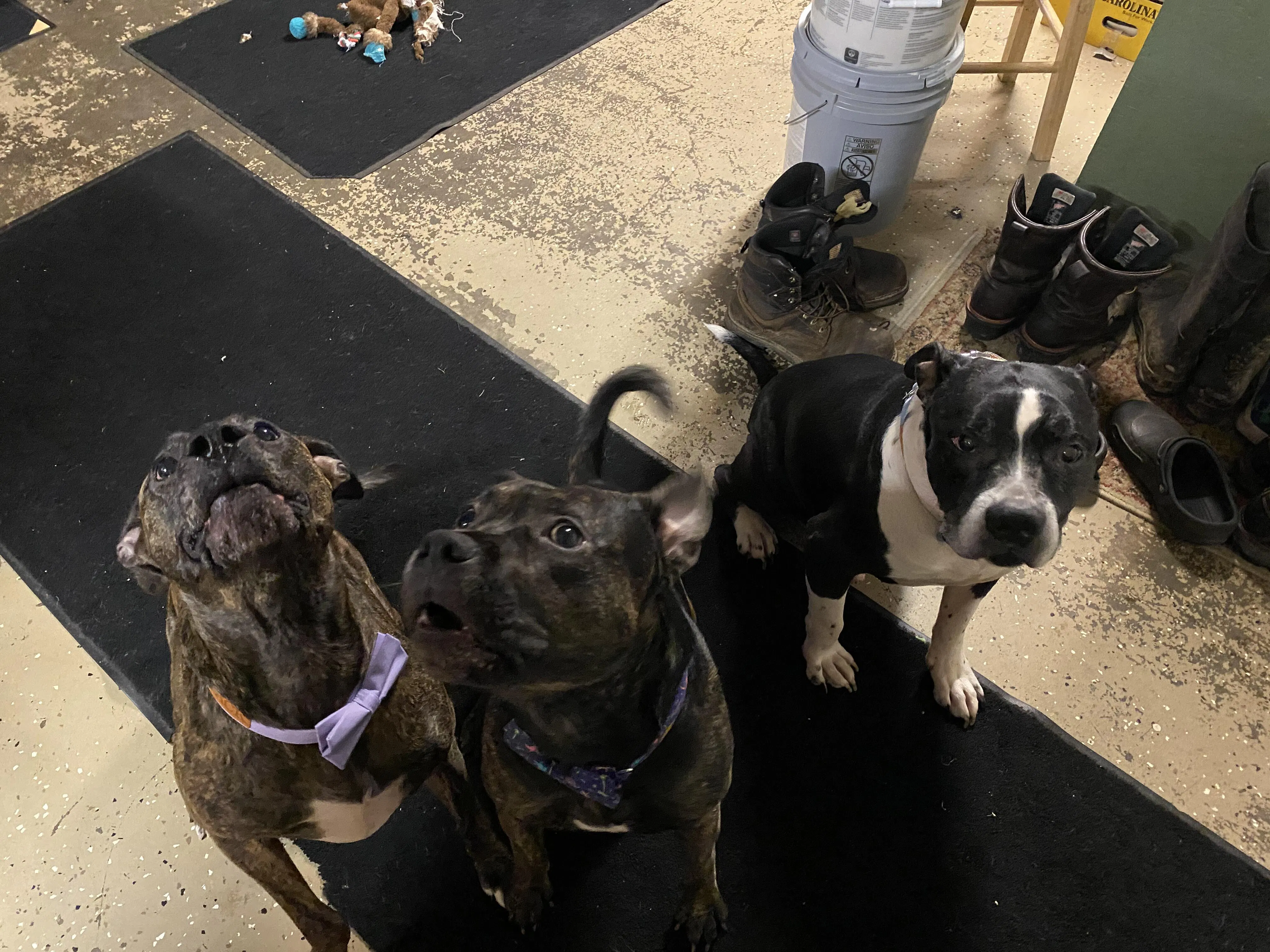 Oceanic Rope Dog Leash - Pack Leashes