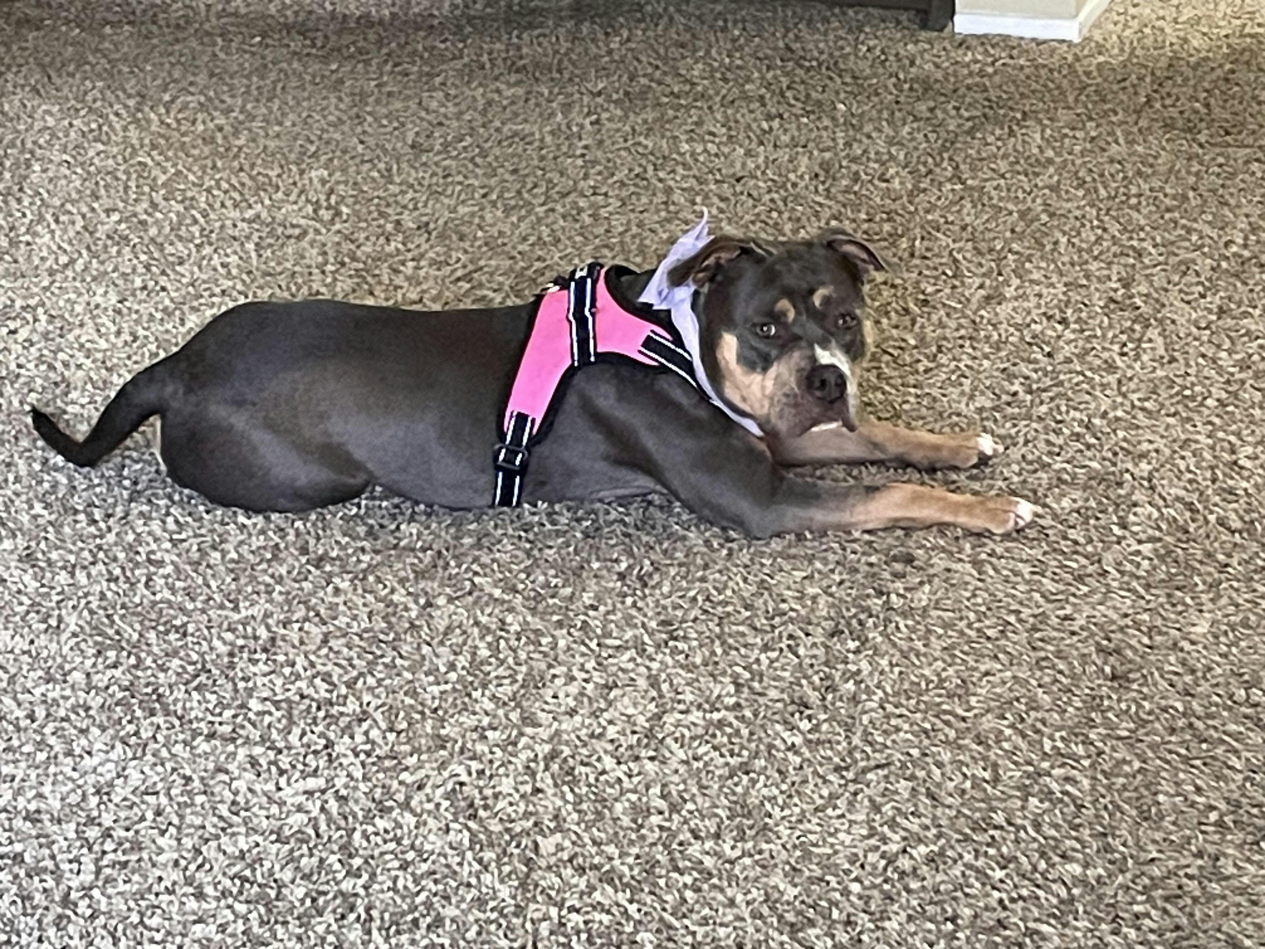 Oceanic Rope Dog Leash - Pack Leashes