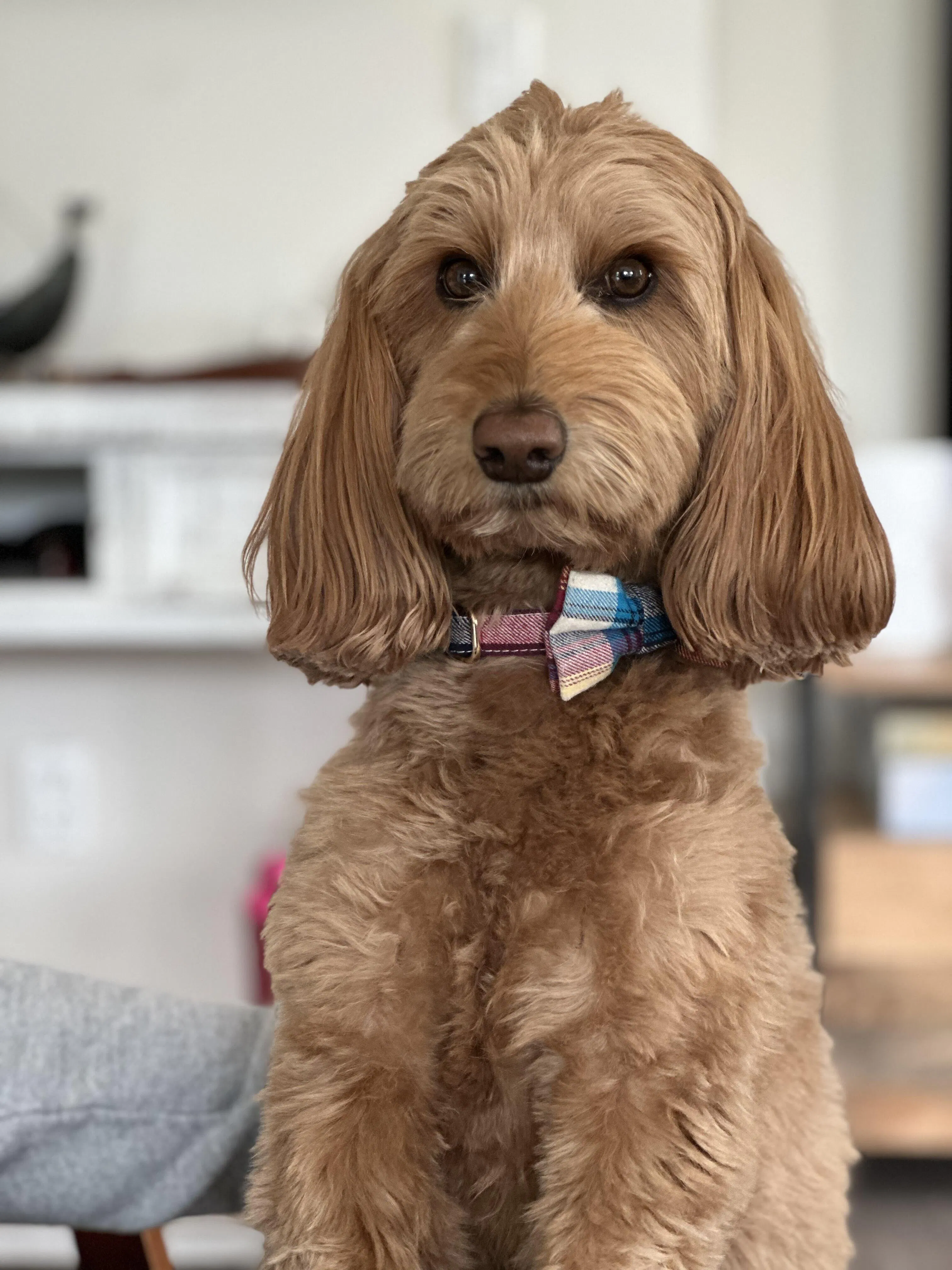 Oceanic Rope Dog Leash - Pack Leashes