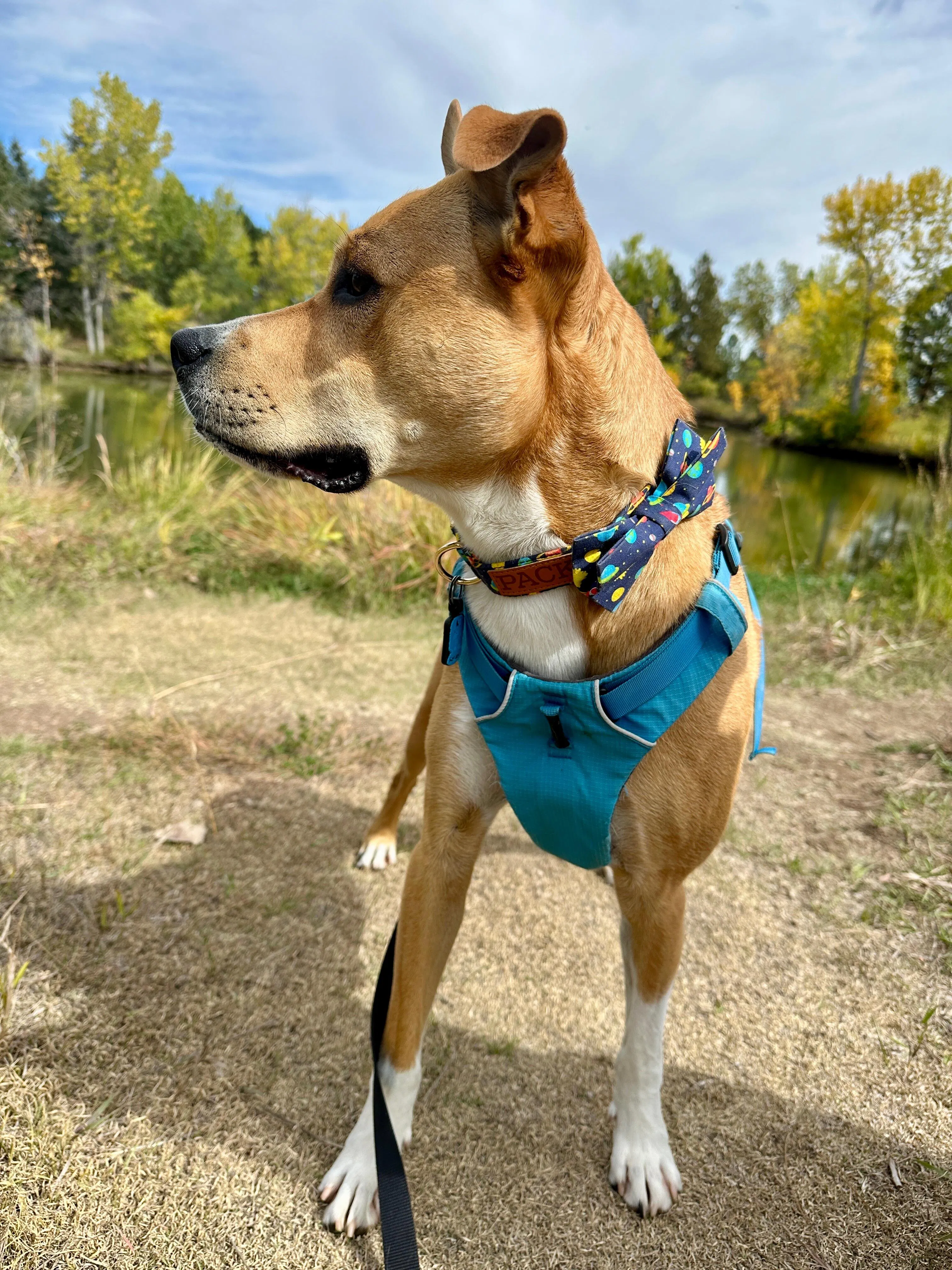 Burnt Orange Rope Dog Leash - Pack Leashes