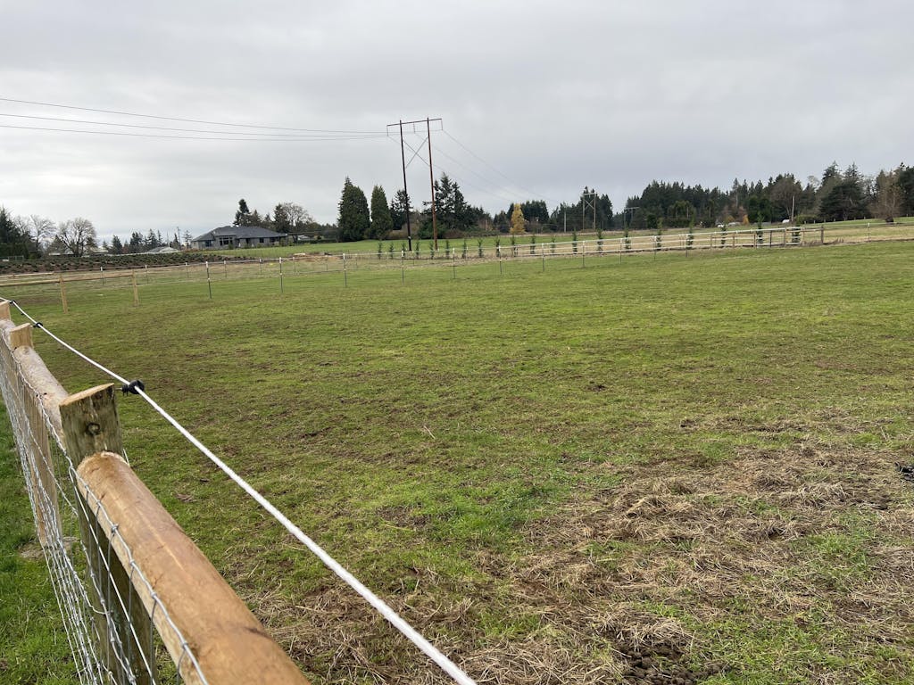 9 Facts About the Shire Horse – Paddock Blade United Kingdom