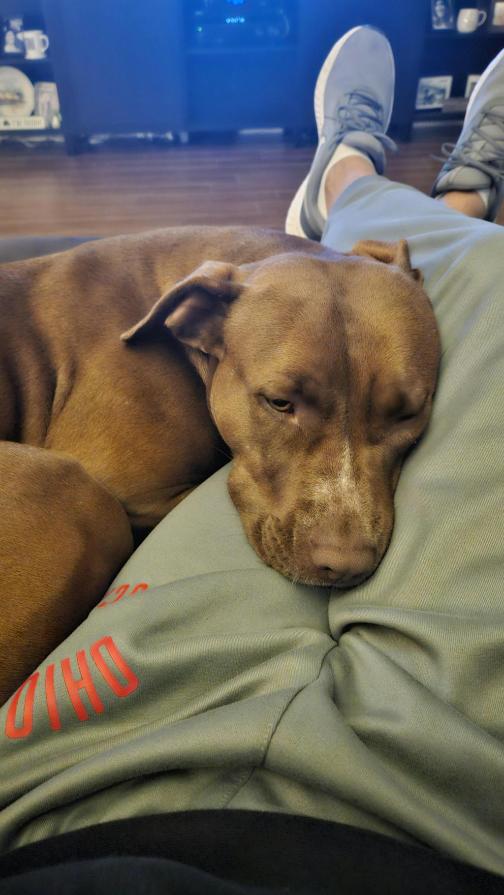 Pappy Bottle Dog Toy | Pappy & Company