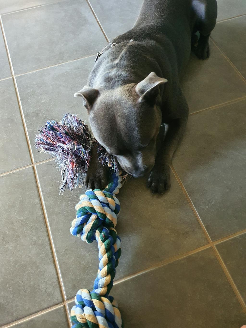 Rescue 911 Knife - Rescue Cut Down Tool (Hoffman Design) - Pacific Cut ...