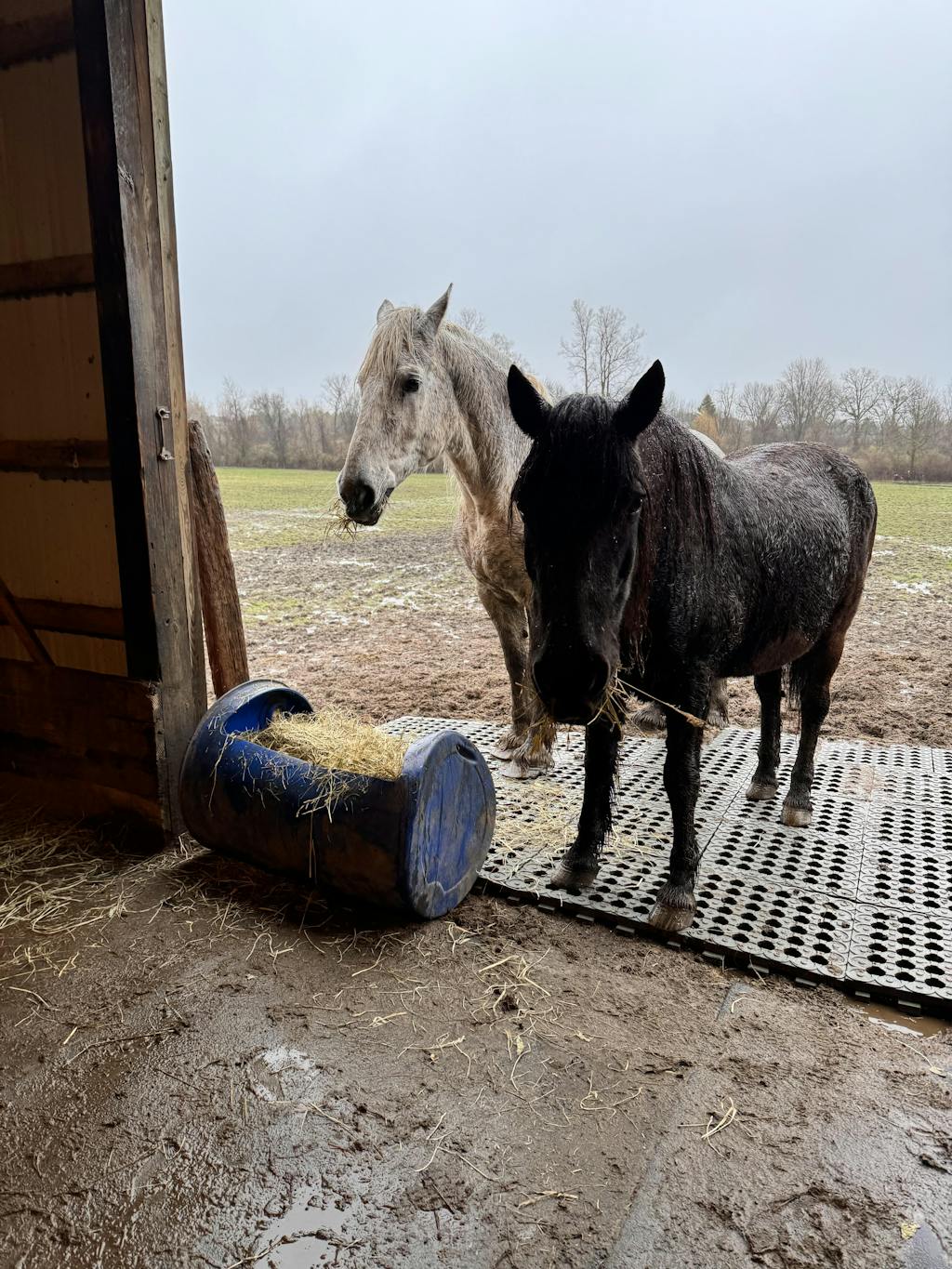 Horse Paddock Mud Control Grid — Paramount Materials