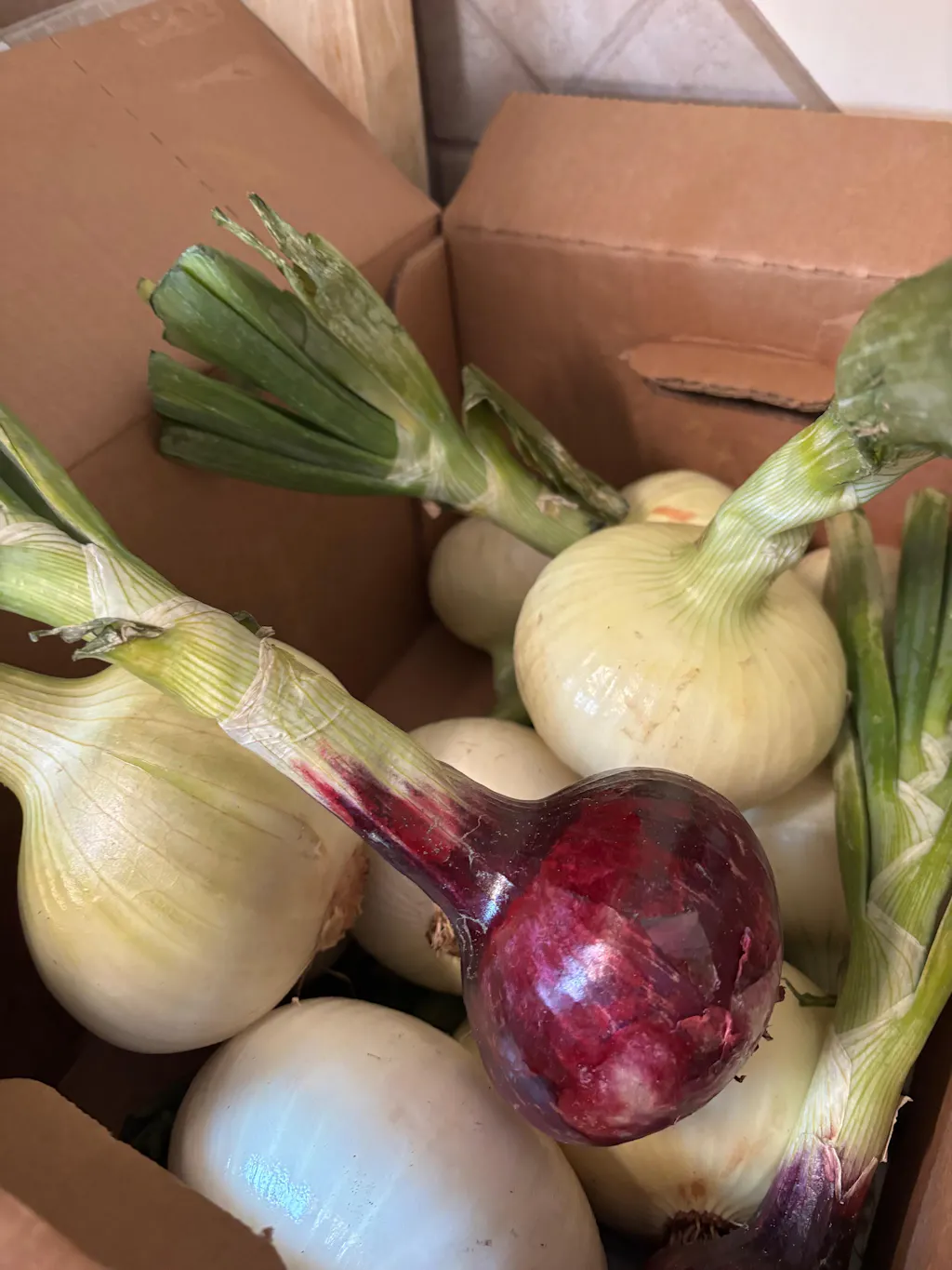 Strawberry Onions (10 onions with trimmed green tops) – Parkesdale Market