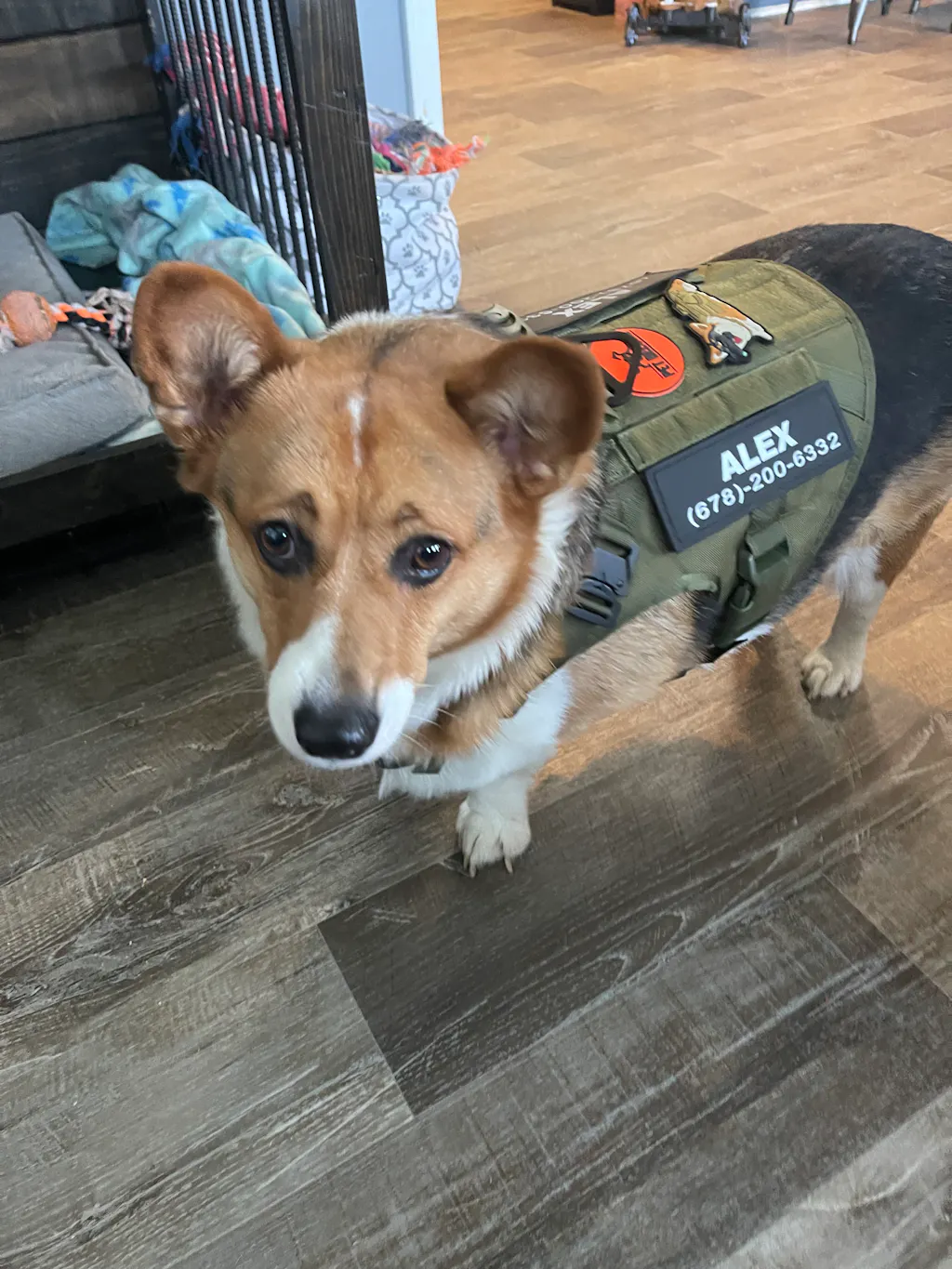 Patriot Pets - Charles the Tactical Corgi Patch + Sticker – PatchPanel