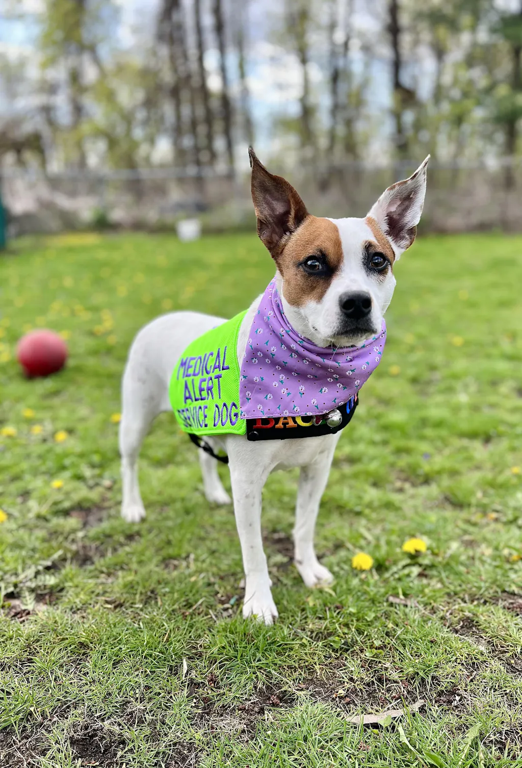 Medical Alert Service Dog with center medical symbol, Butterfly Style ...