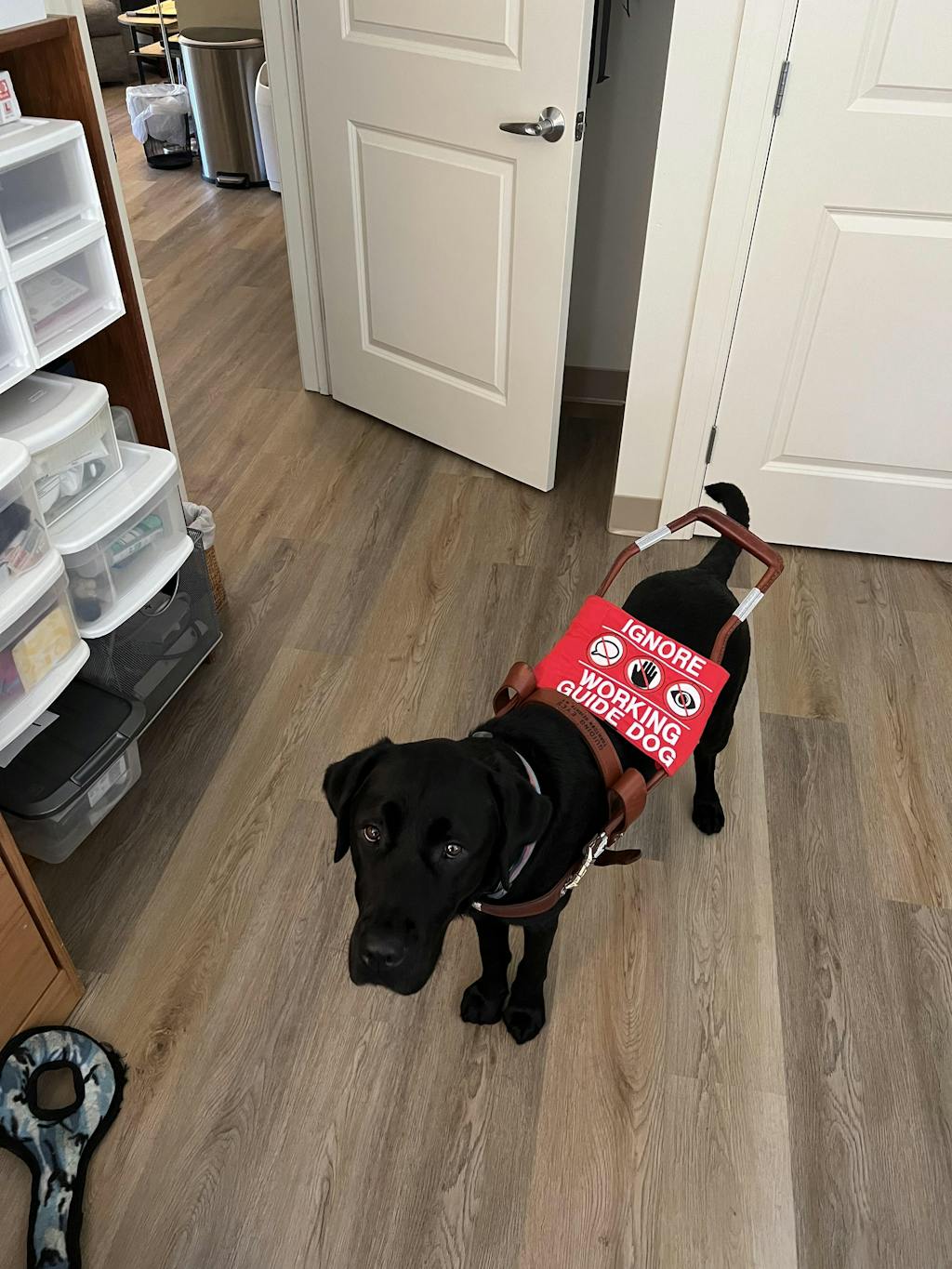 Ignore Working Guide Dog, symbols, Harness Sign, Custom Embroidered ...