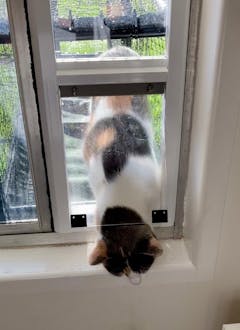 Cat Door, Cat Window Insert – Patio Link