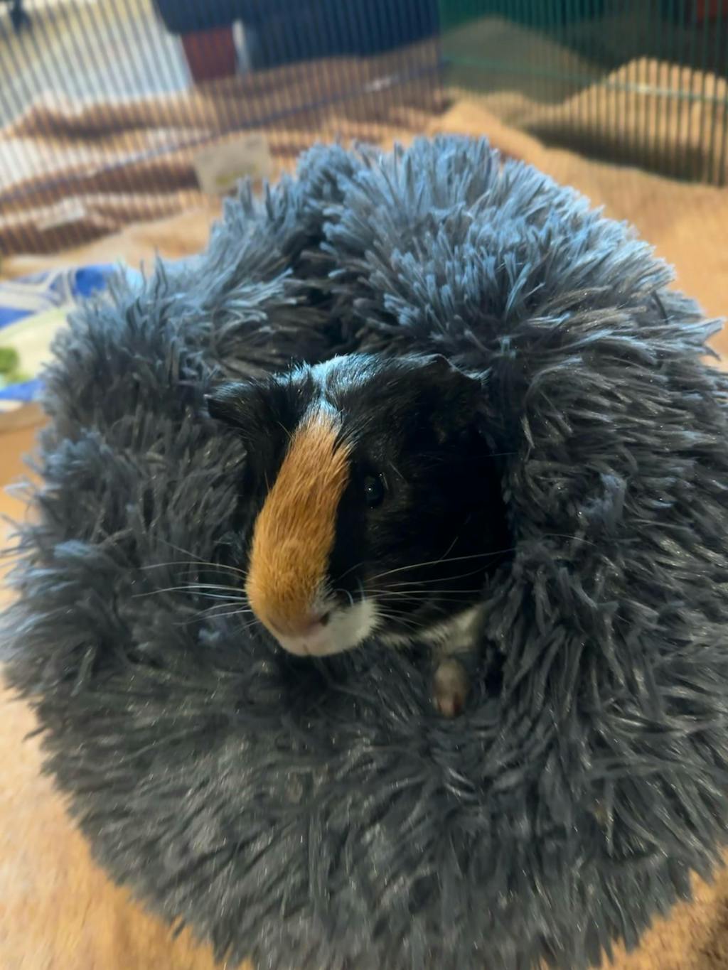 Furr-O® Burrowing Pet Bed for Guinea Pigs and Other Small Animals – Paw ...