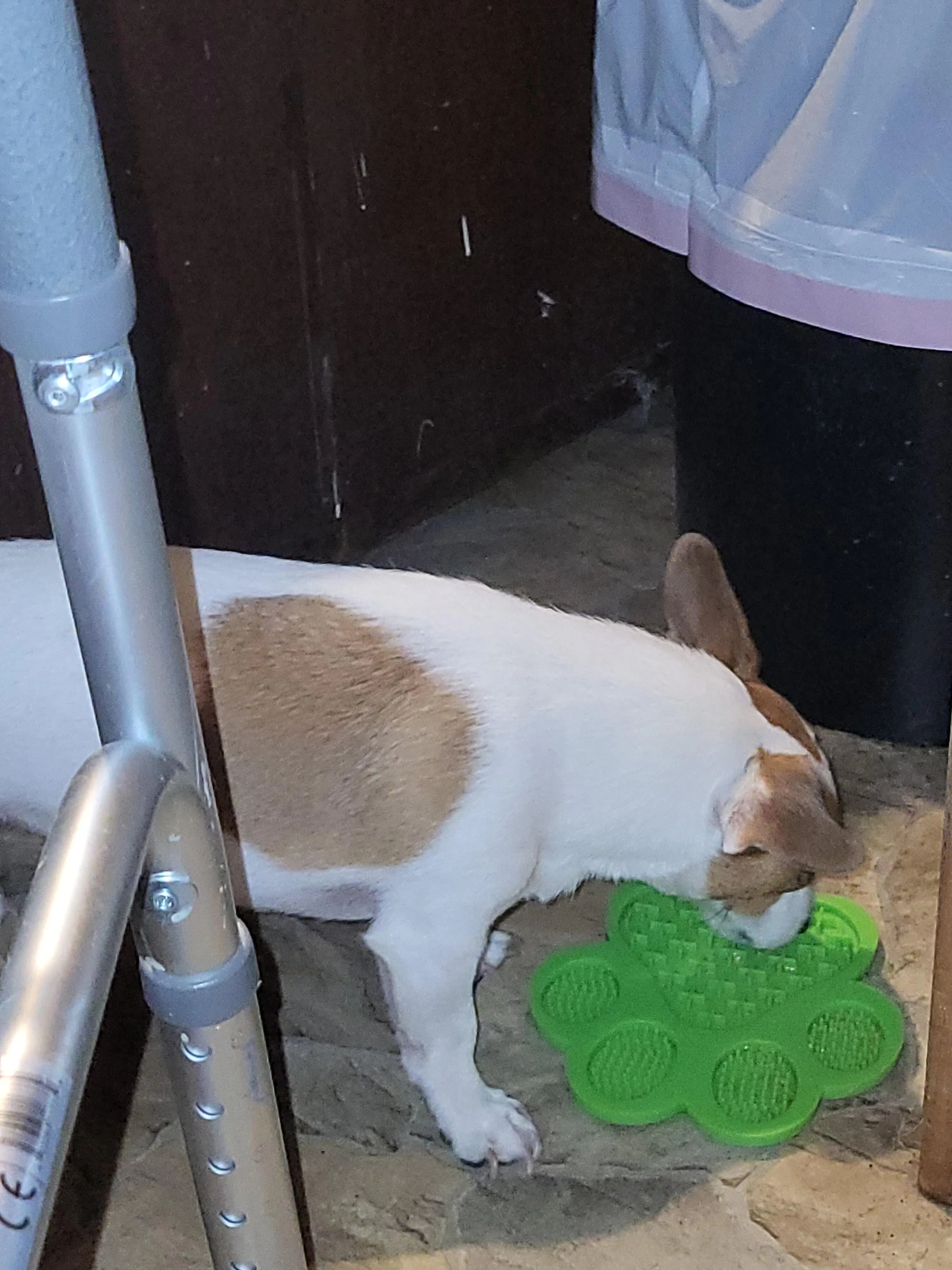 The Dawg Butter + Lick Mat Bundle