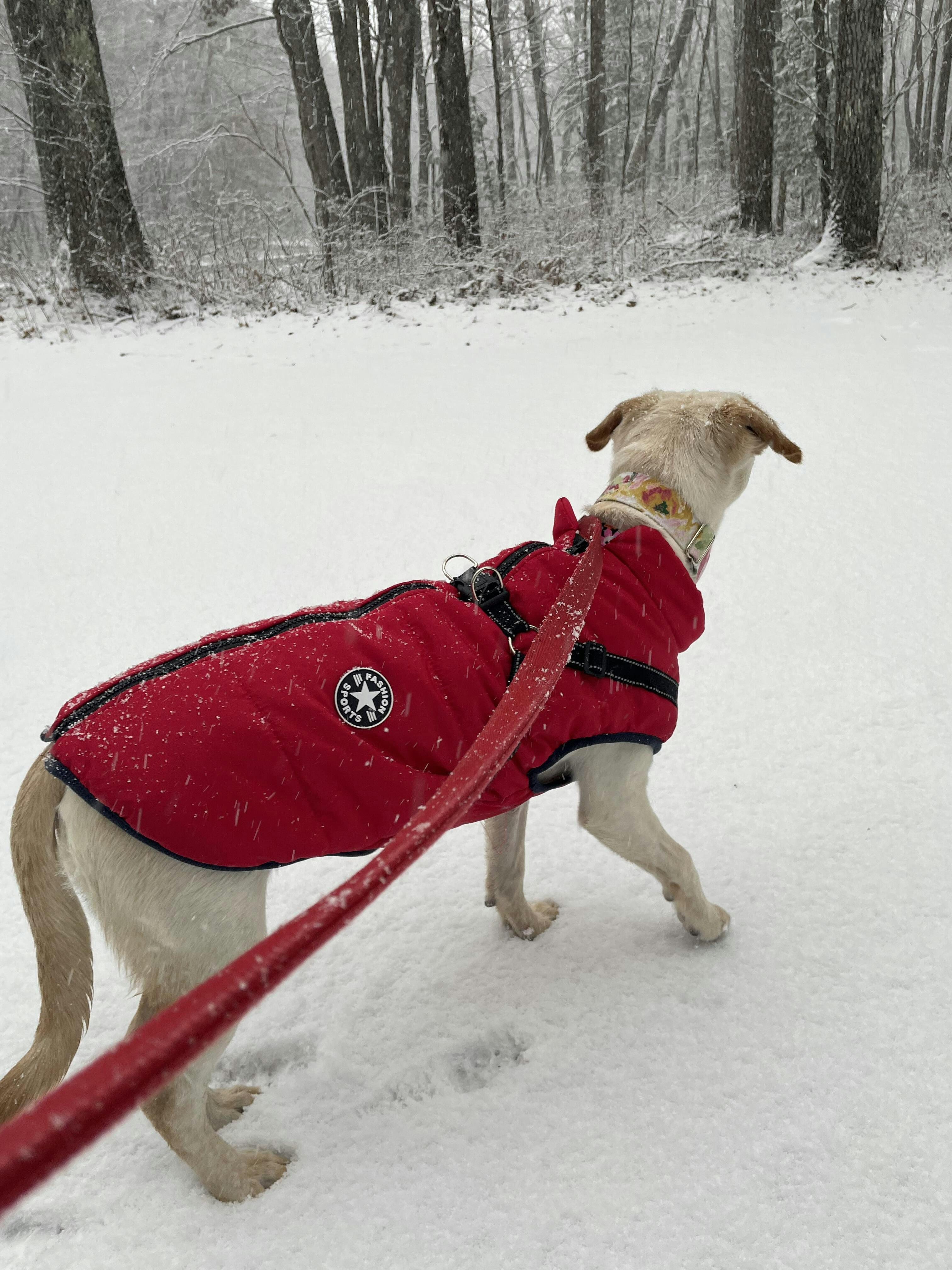 Pawbibi Sport™ - Waterproof Winter Jacket with Built-in Harness-Christ ...