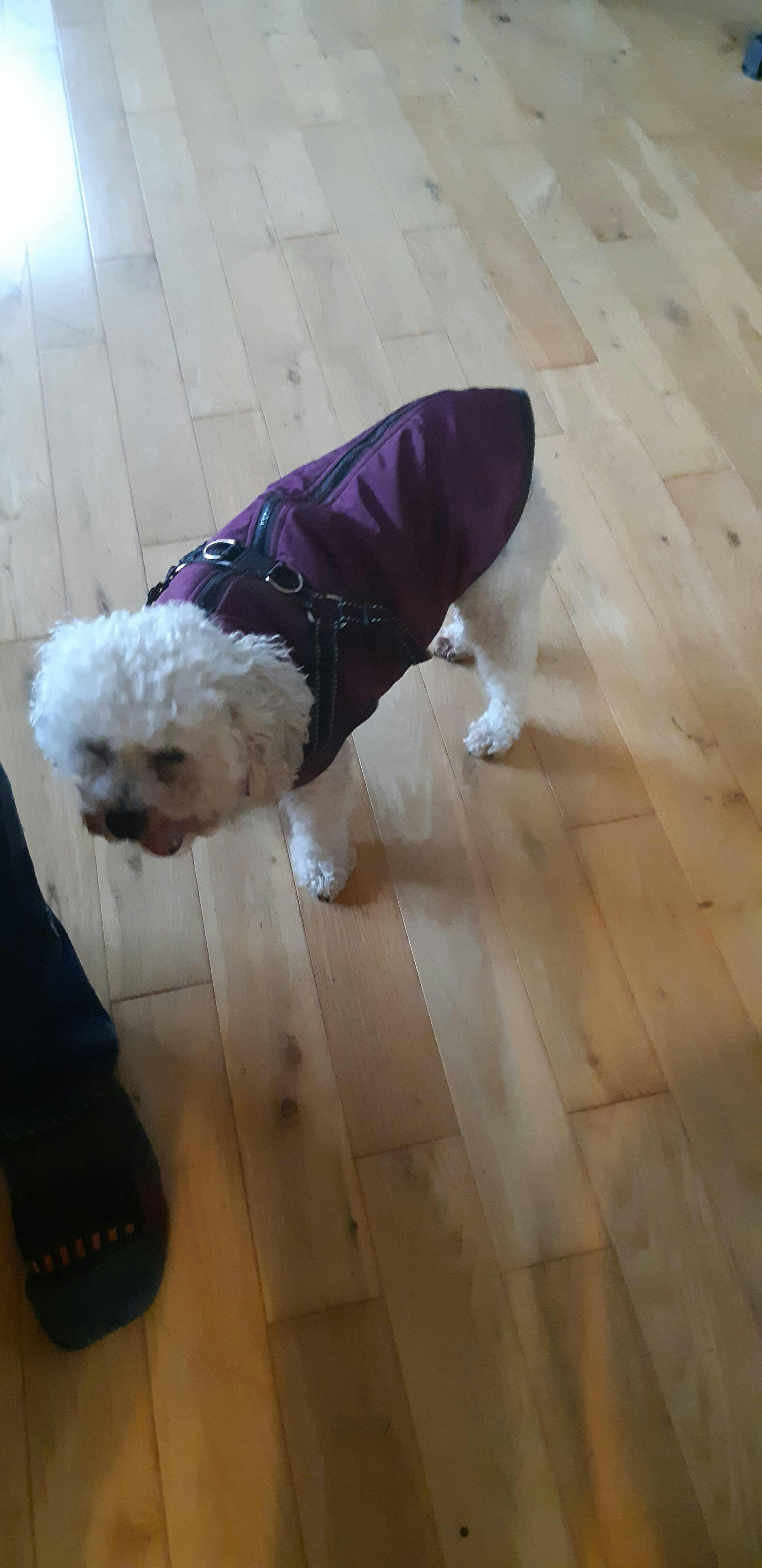 Pawbibi Sport™ - Waterproof Winter Jacket with Built-in Harness-Christ ...