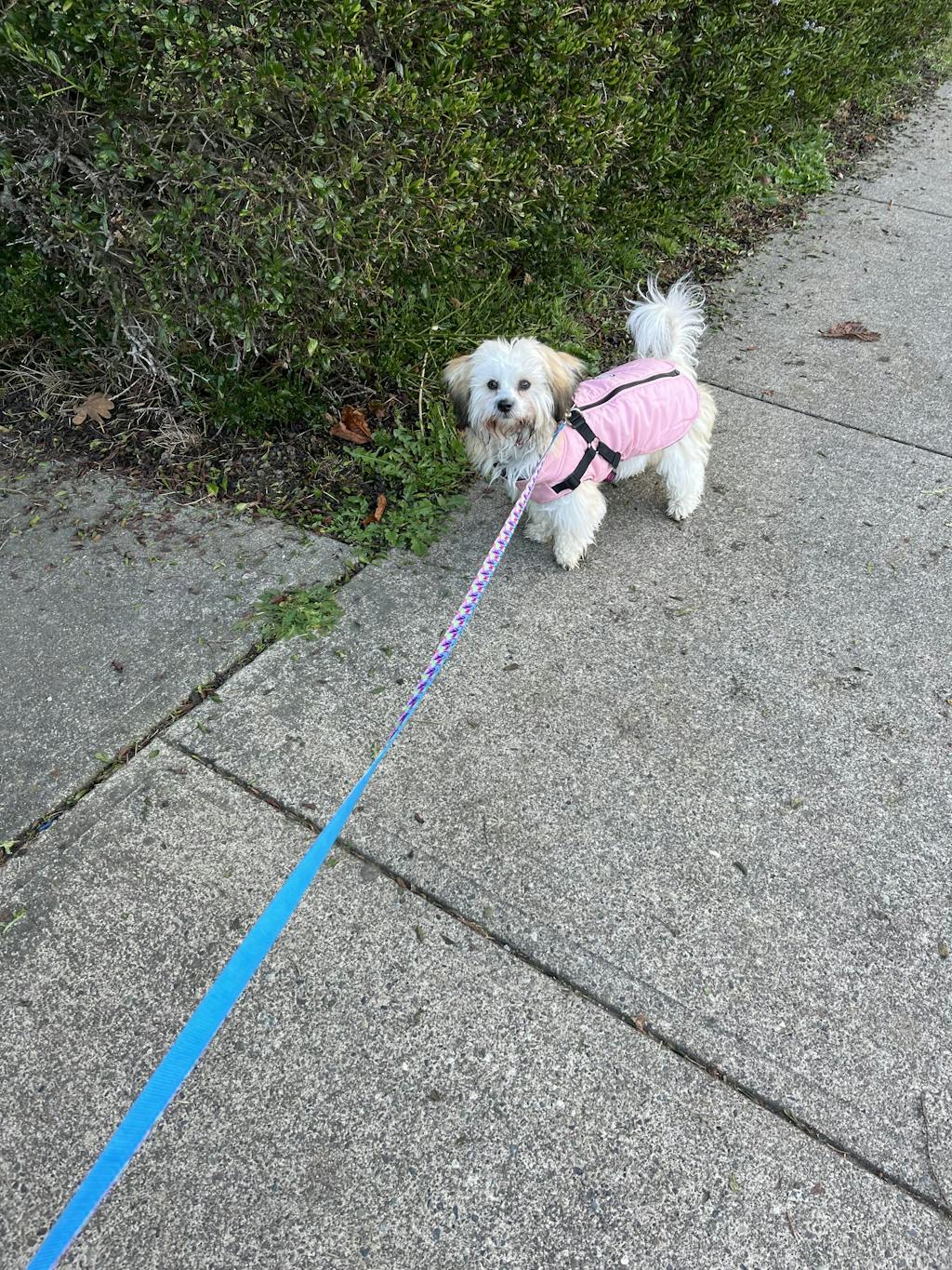 PAWBIBI SPORT™ - WATERPROOF WINTER JACKET WITH BUILT-IN HARNESS
