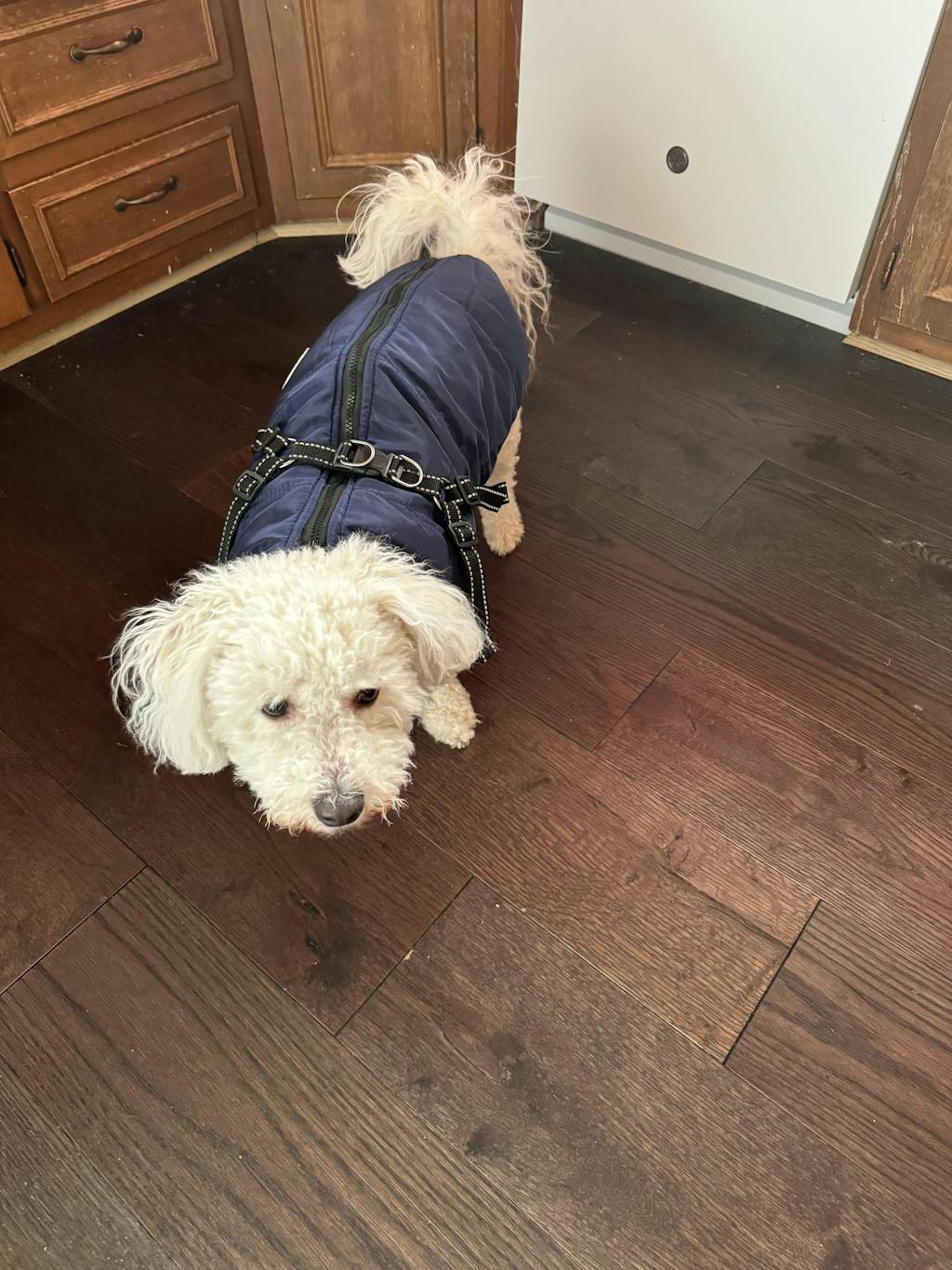 PAWBIBI SPORT™ - WATERPROOF WINTER JACKET WITH BUILT-IN HARNESS