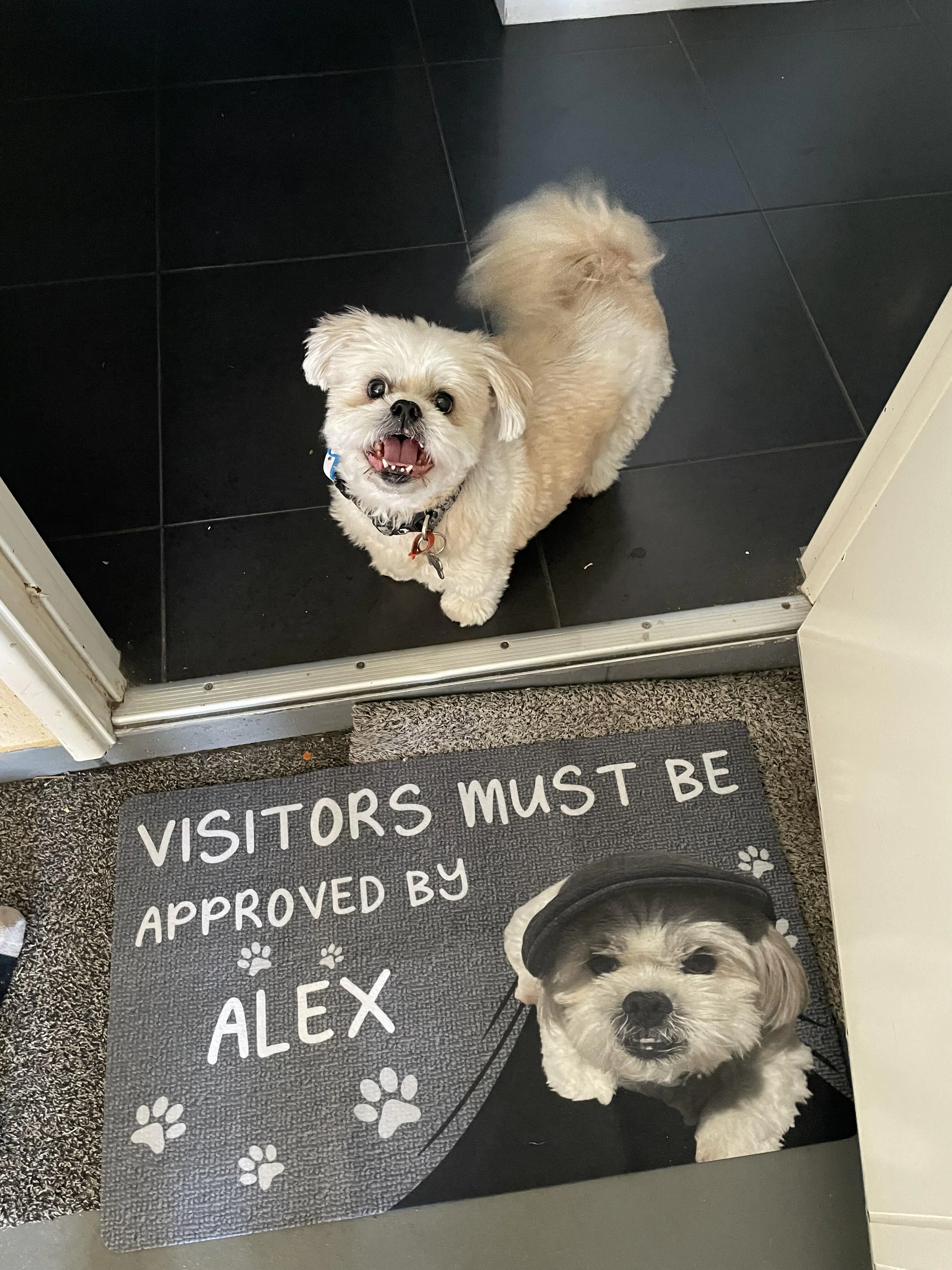 Pawfect House Reviews - Happy Customers