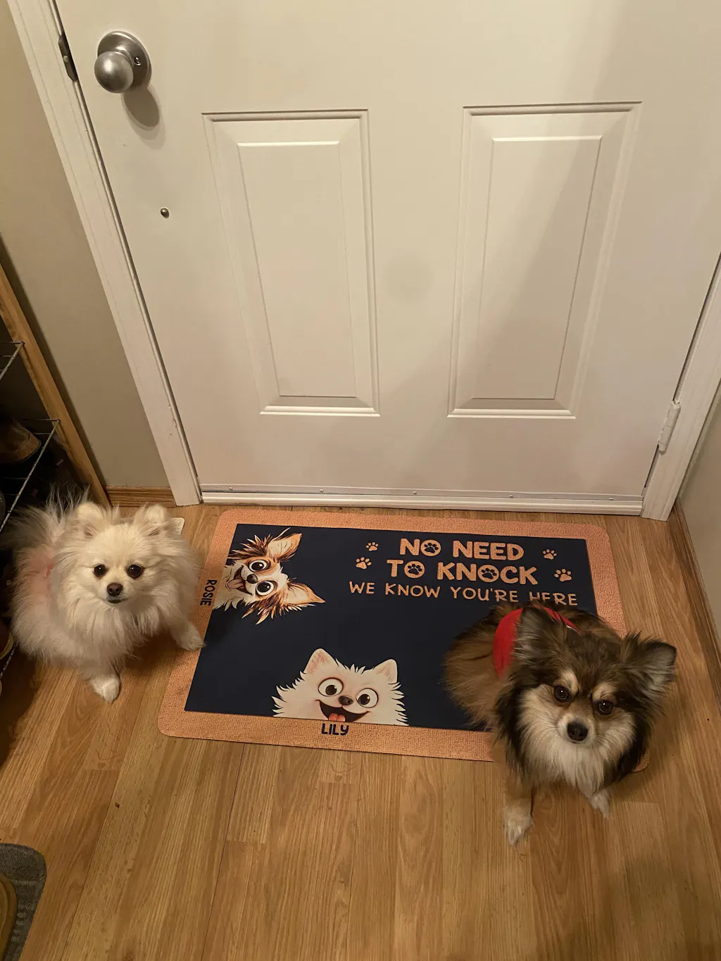 Pawfect House Reviews - Happy Customers