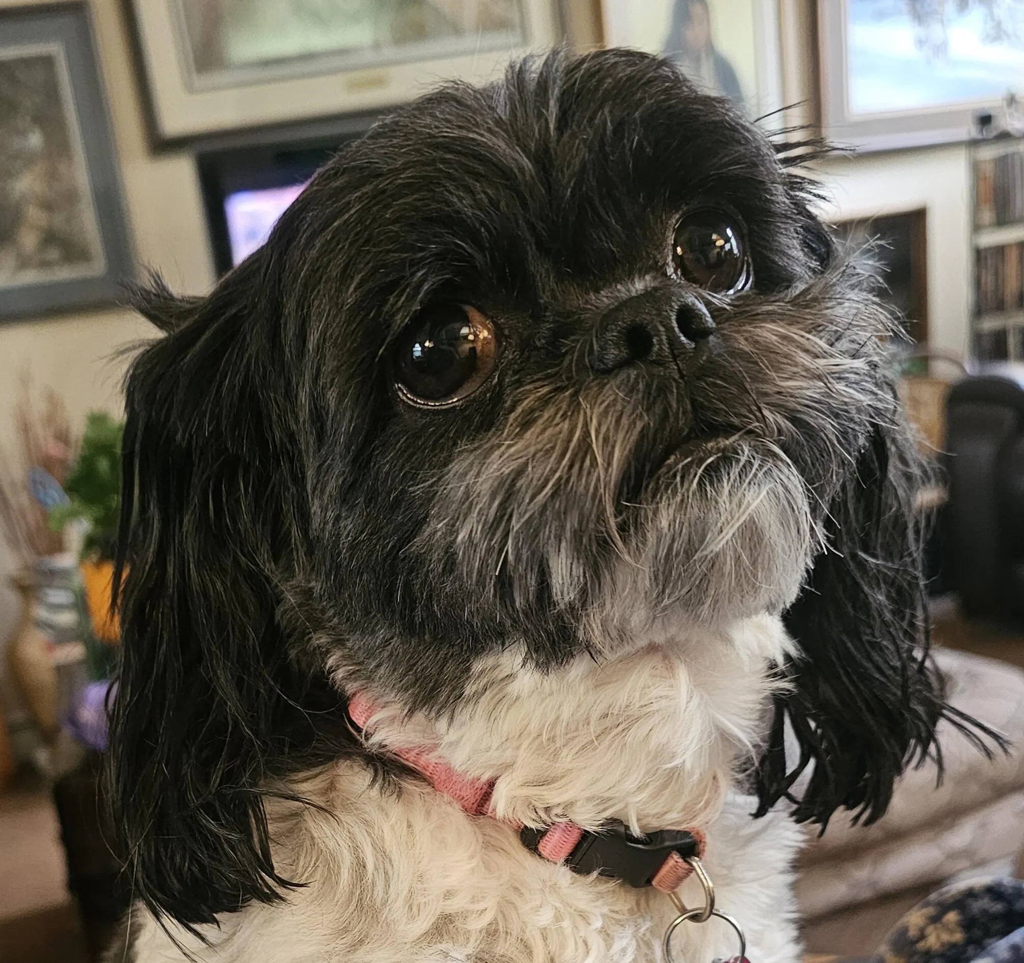 Pawfect House Reviews - Happy Customers