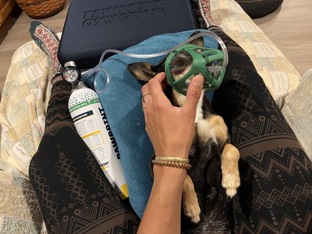 Dog Rescue Oxygen Kit – Rescue Oxygen Therapy and Transport for Pets