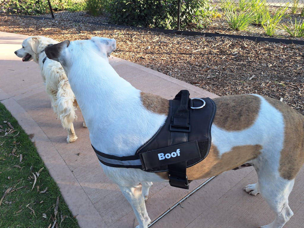 Paws Personalized K9 Dog Harness (XS to 2XL) – Paws For Gifts