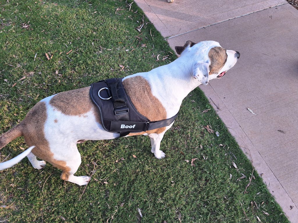 Paws Personalized K9 Dog Harness (XS to 2XL) – Paws For Gifts