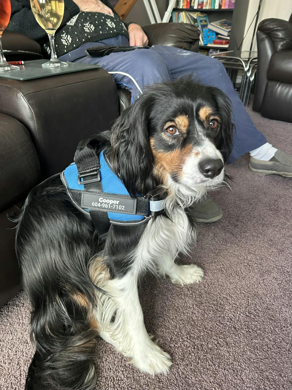 Paws Personalized No-Pull Dog Harness – Paws For Gifts