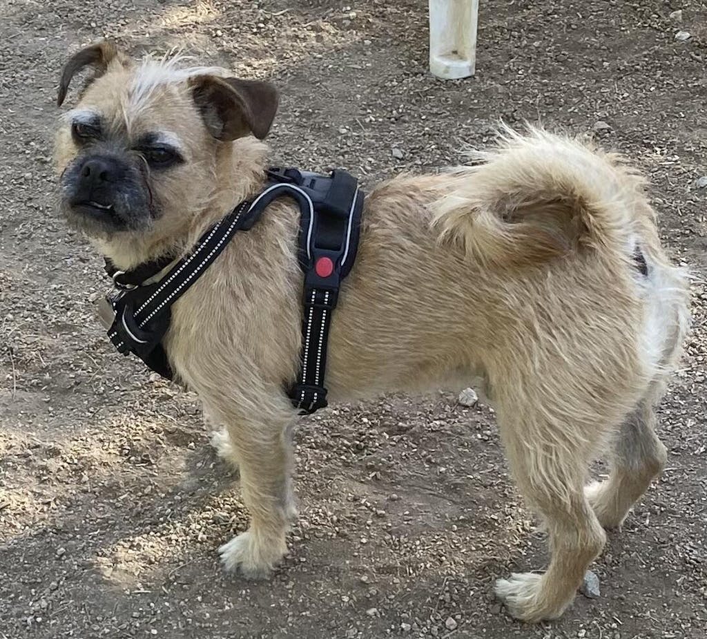 PawSafe® No Pull Dog Harness - No Choke Chest Harness Prevents Dog From ...