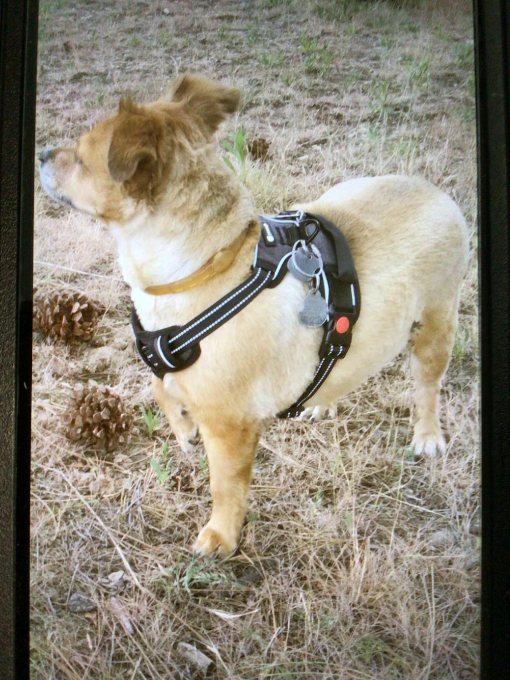 PawSafe® No Pull Dog Harness - No Choke and Prevents Pulling