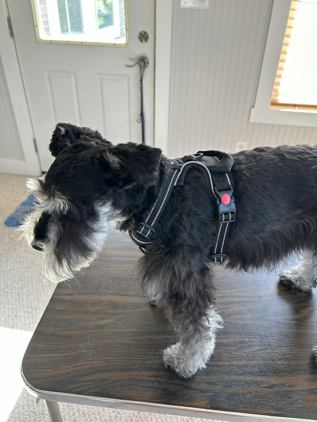 PawSafe® No Pull Dog Harness - No Choke and Prevents Pulling