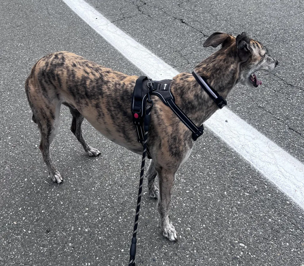 PawSafe® No Pull Dog Harness - No Choke and Prevents Pulling