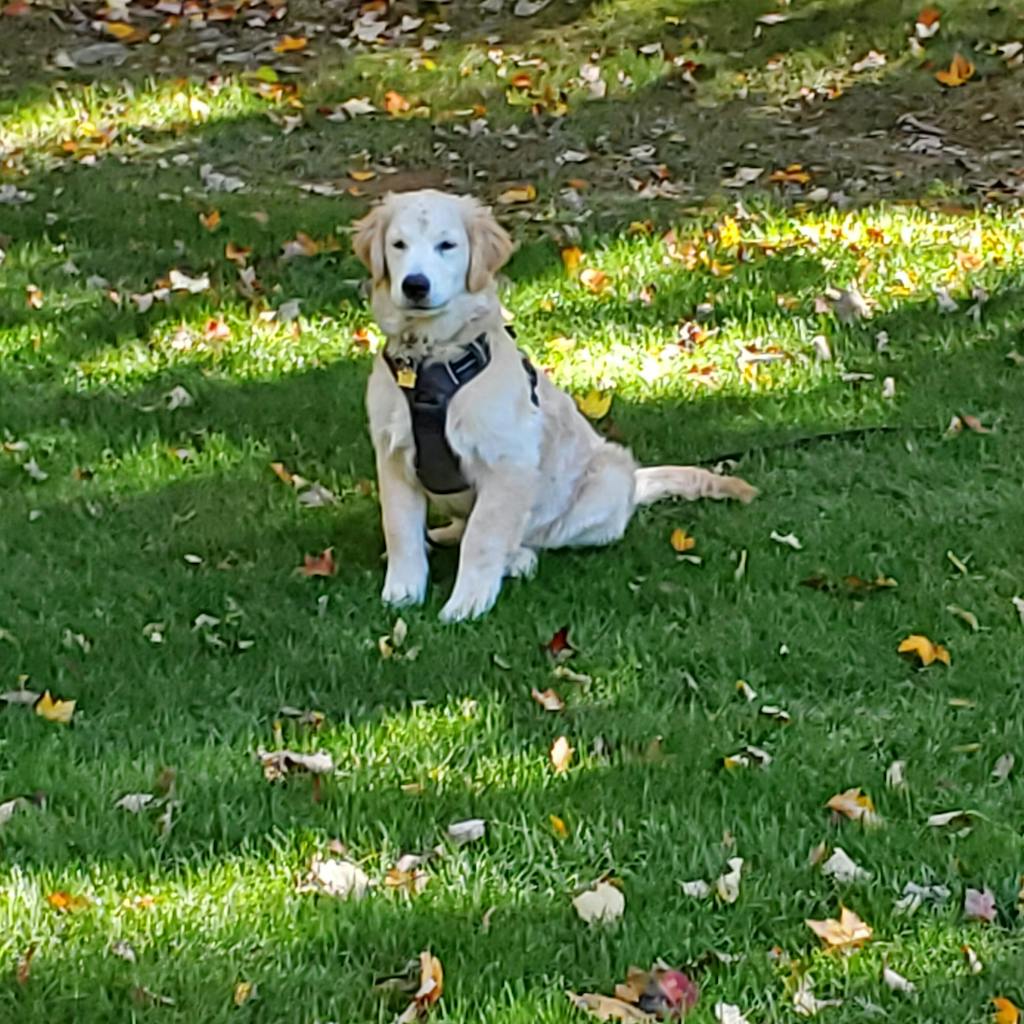 PawSafe® No Pull Dog Harness - No Choke and Prevents Pulling