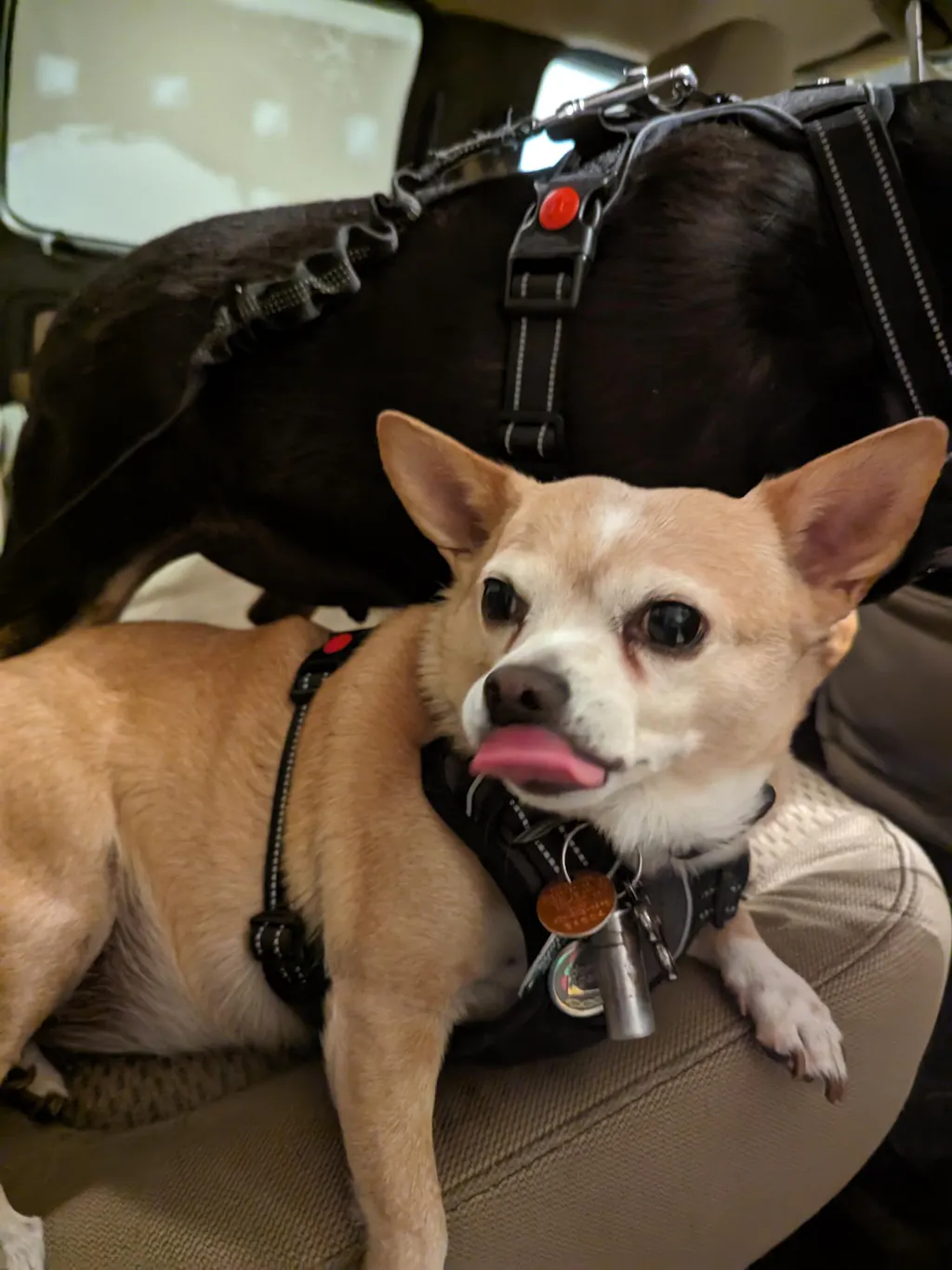 PawSafe® No Pull Dog Harness - No Choke and Prevents Pulling