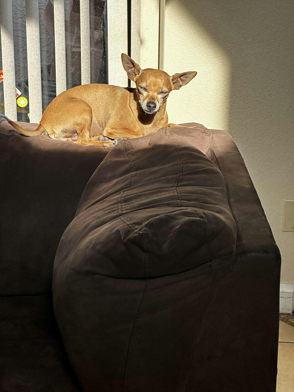 PawSafe® Dog Mouthwash - Bad Breath Dental Water Additive