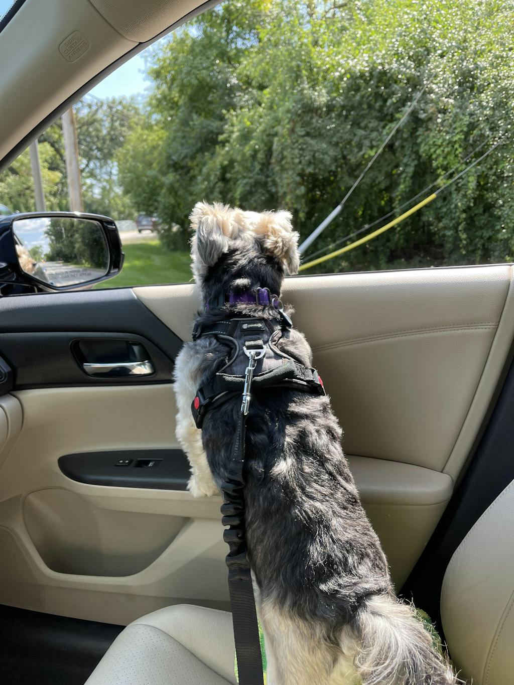 PawSafe® No Pull Dog Harness - No Choke and Prevents Pulling