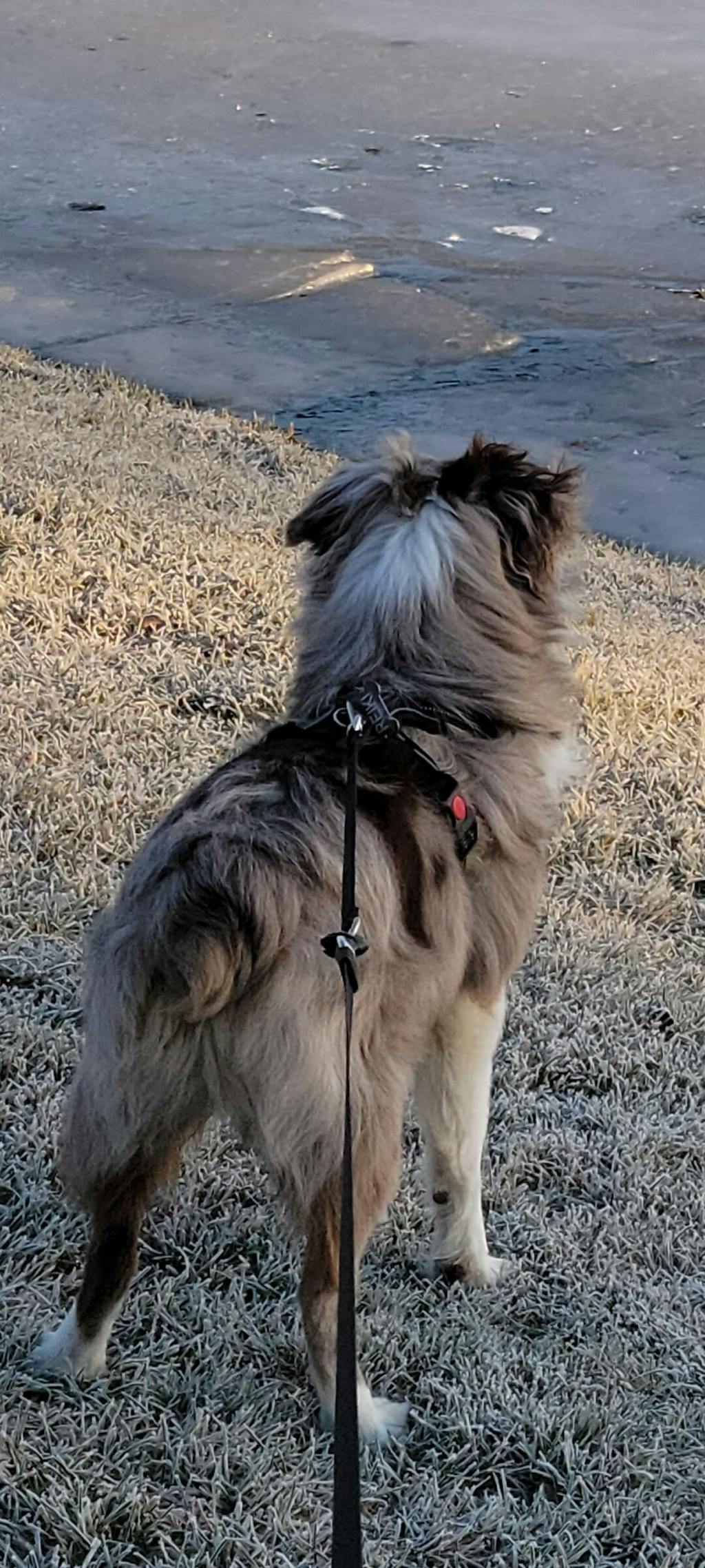 PawSafe® No Pull Dog Harness - No Choke and Prevents Pulling