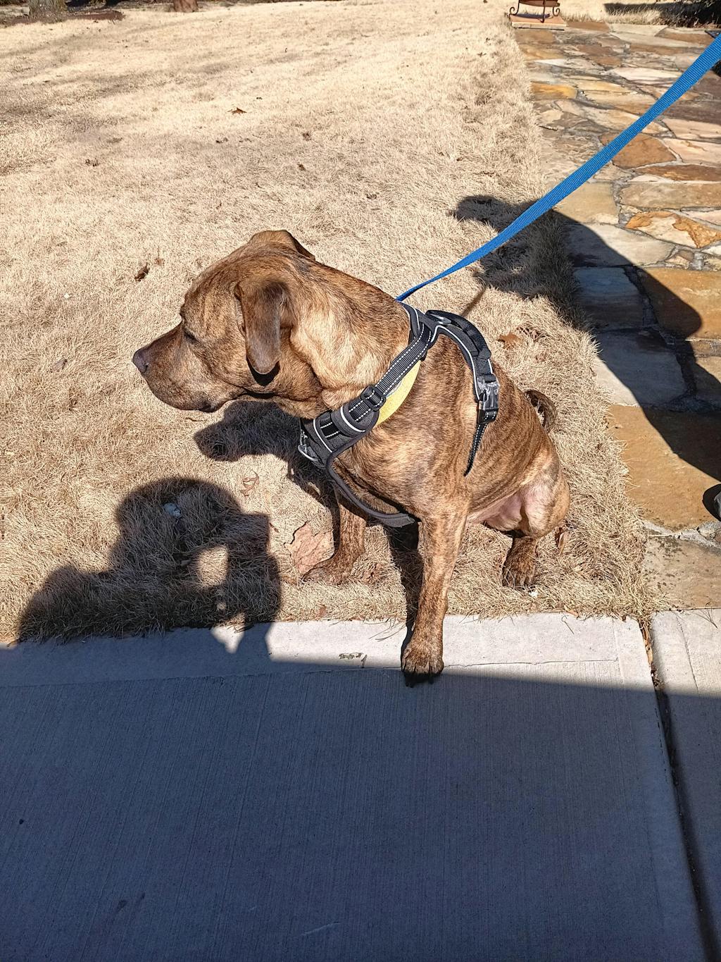 PawSafe® No Pull Dog Harness - No Choke and Prevents Pulling