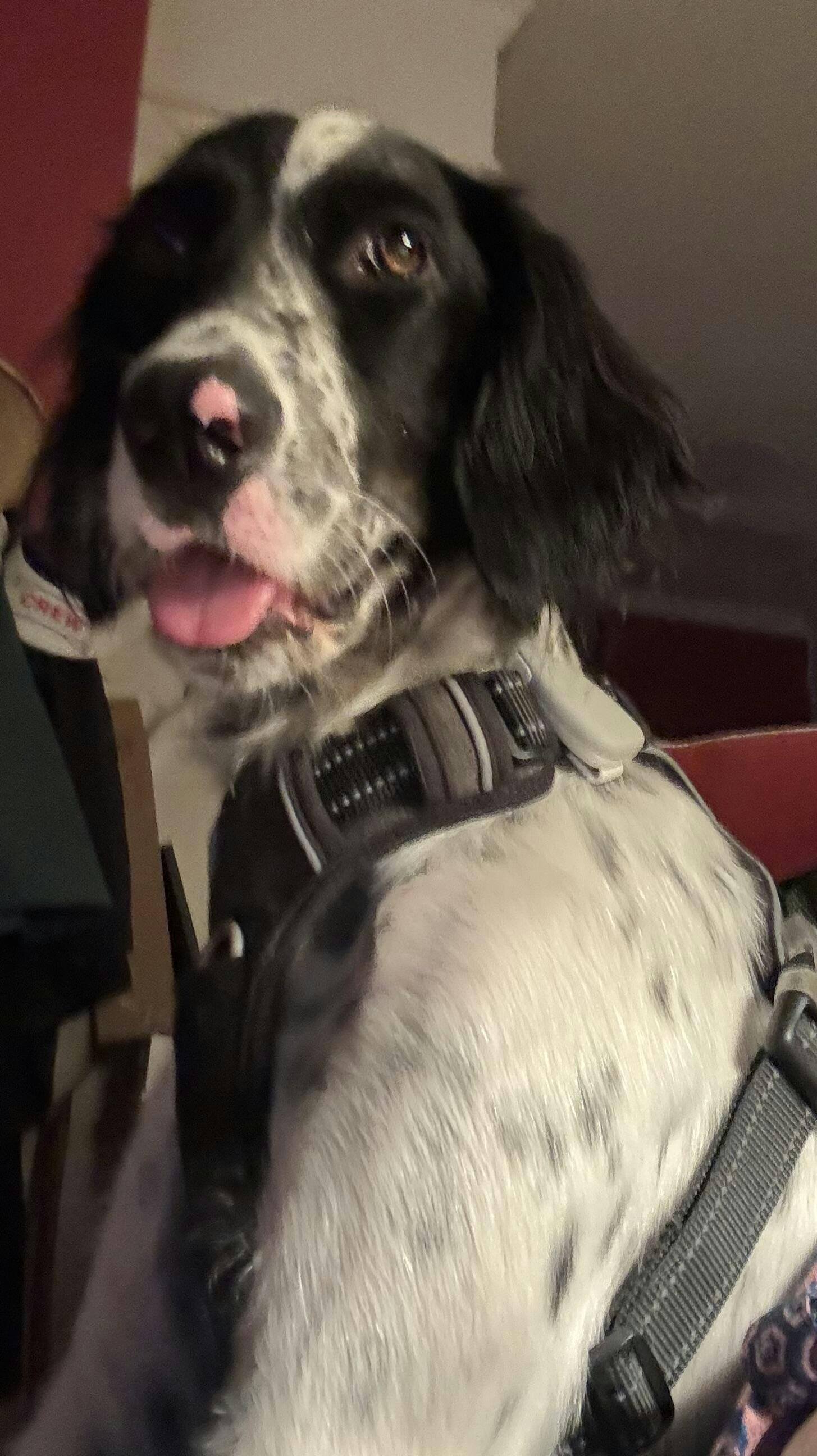 PawSafe® No Pull Dog Harness - No Choke and Prevents Pulling