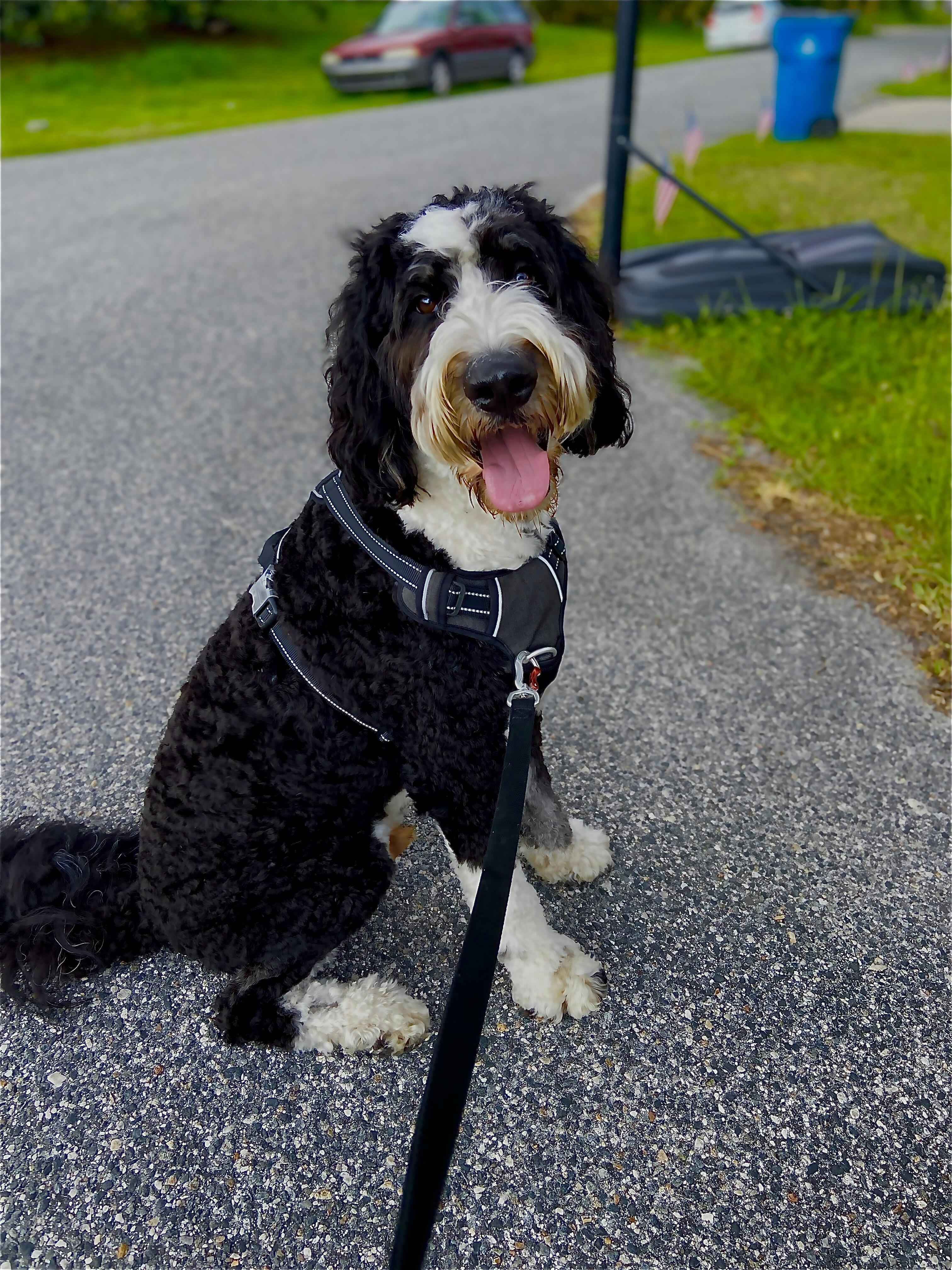 PawSafe® No Pull Dog Harness - No Choke and Prevents Pulling