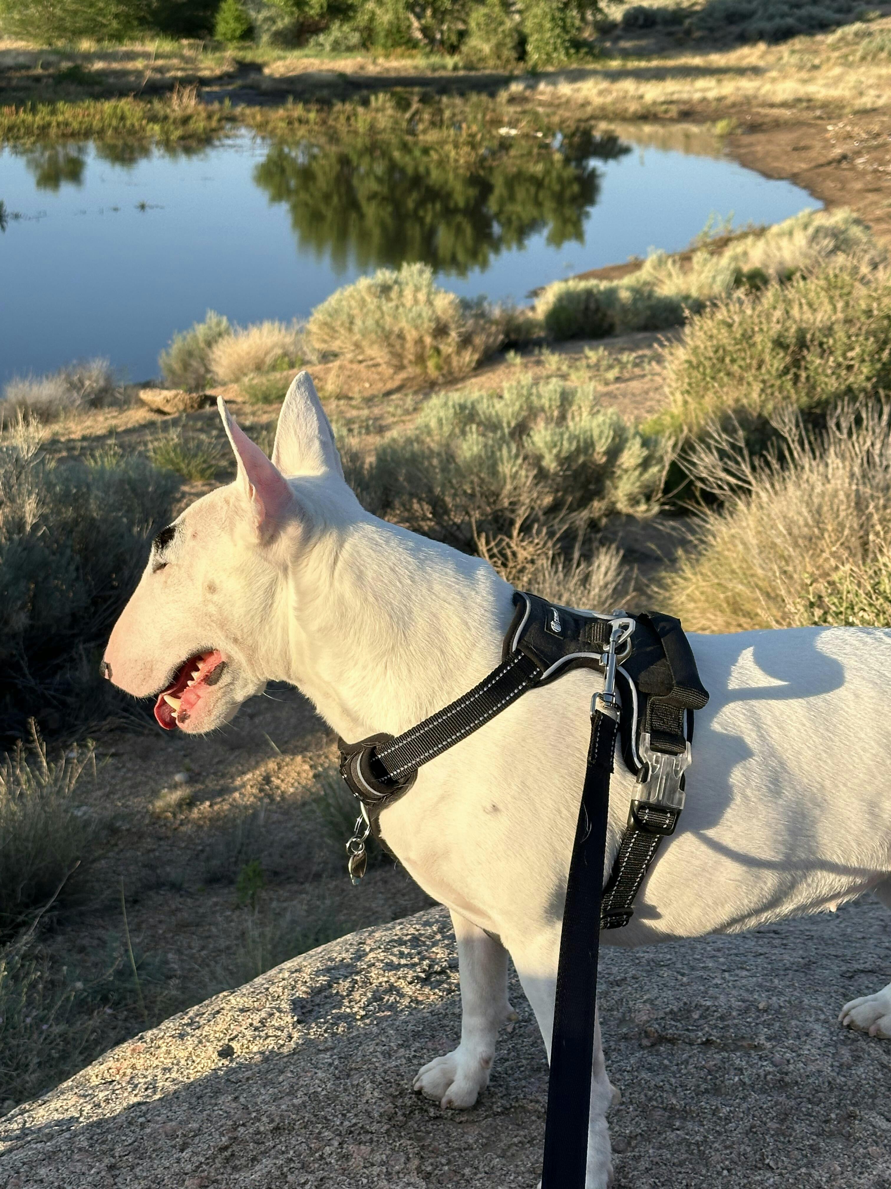 PawSafe® No Pull Dog Harness - No Choke and Prevents Pulling