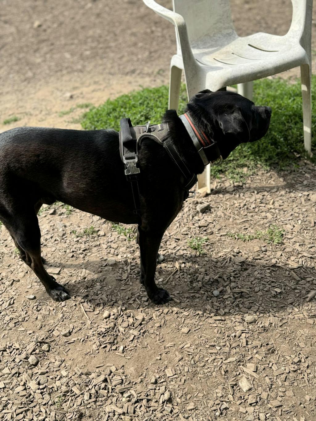 PawSafe® No Pull Dog Harness - No Choke and Prevents Pulling