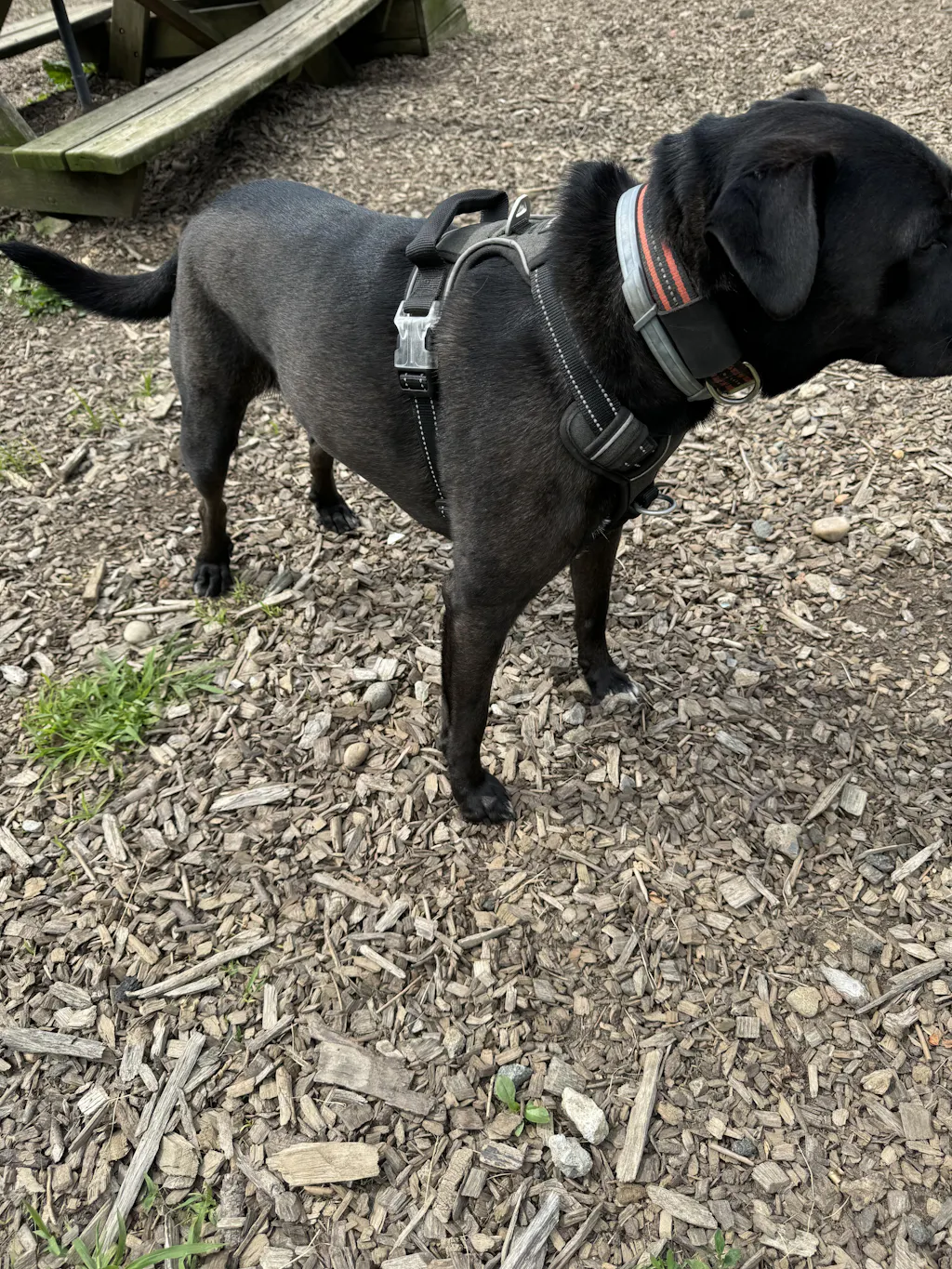 PawSafe® No Pull Dog Harness - No Choke and Prevents Pulling