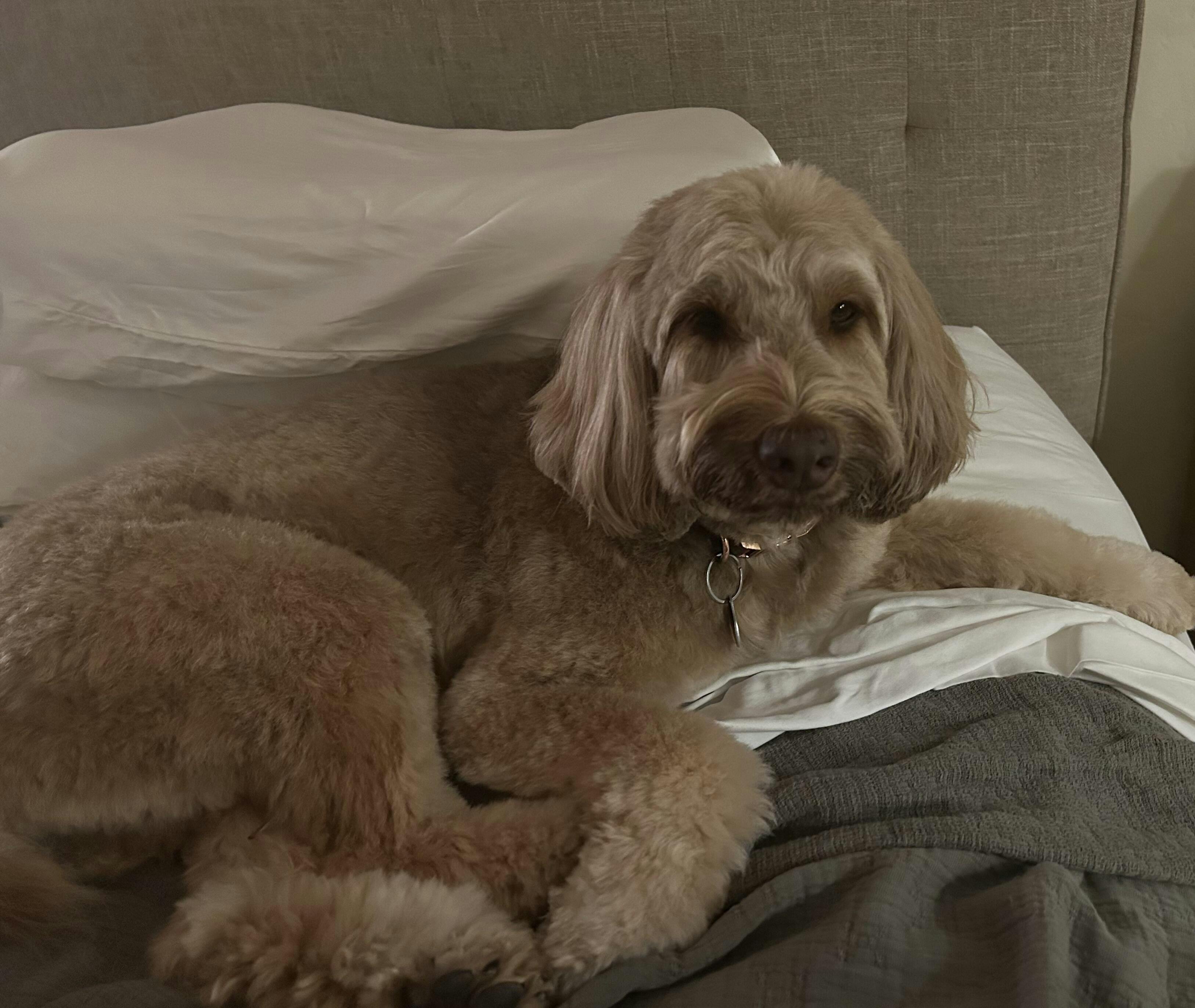 PawSafe® Dog Mouthwash | Fresh Breath & Healthy Teeth