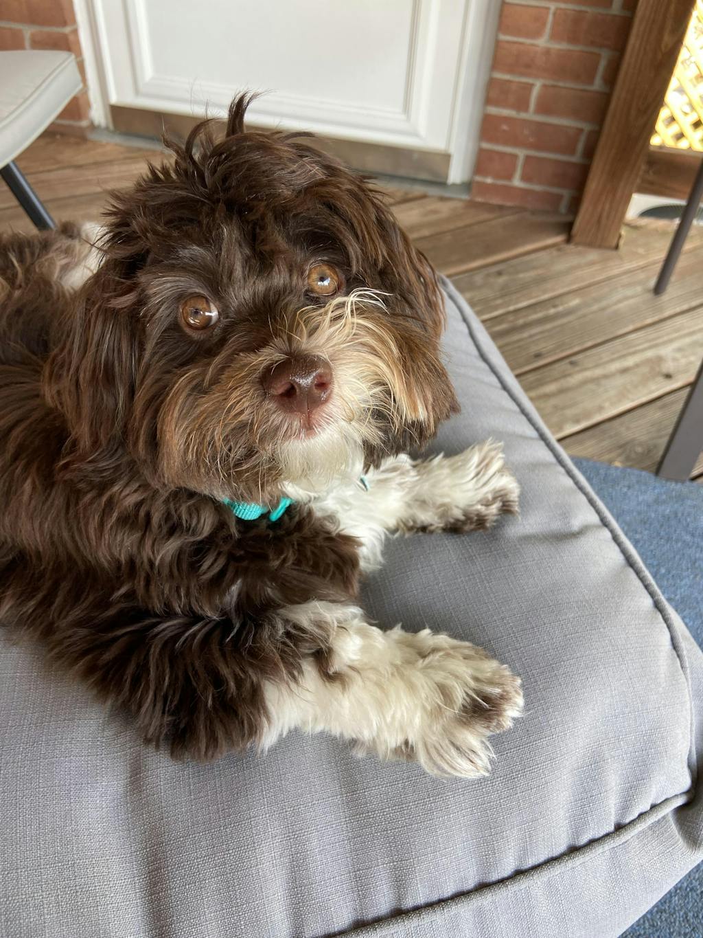 PawSafe® Soft Wrap Dog Collar