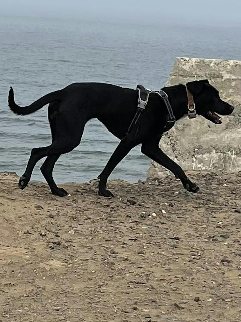 PawSafe® No Pull Dog Harness - No Choke and Prevents Pulling