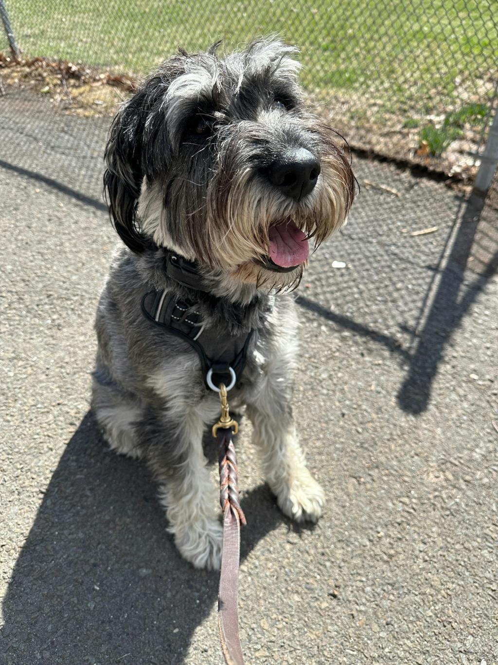 PawSafe® No Pull Dog Harness - No Choke and Prevents Pulling