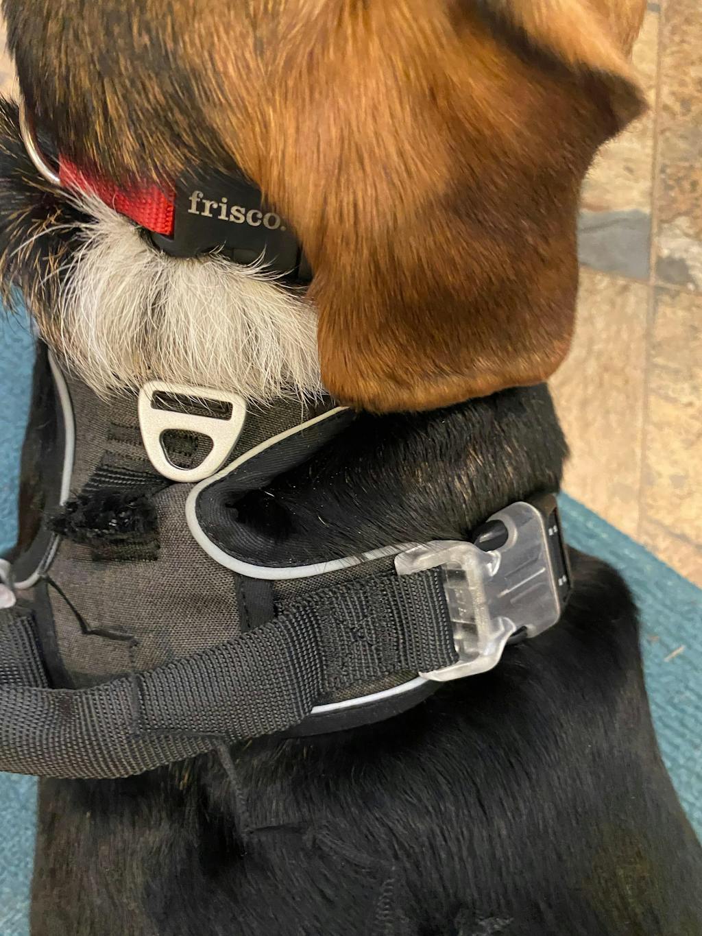 PawSafe® No Pull Dog Harness - No Choke and Prevents Pulling
