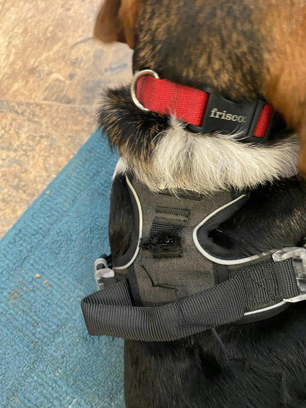 PawSafe® No Pull Dog Harness - No Choke and Prevents Pulling