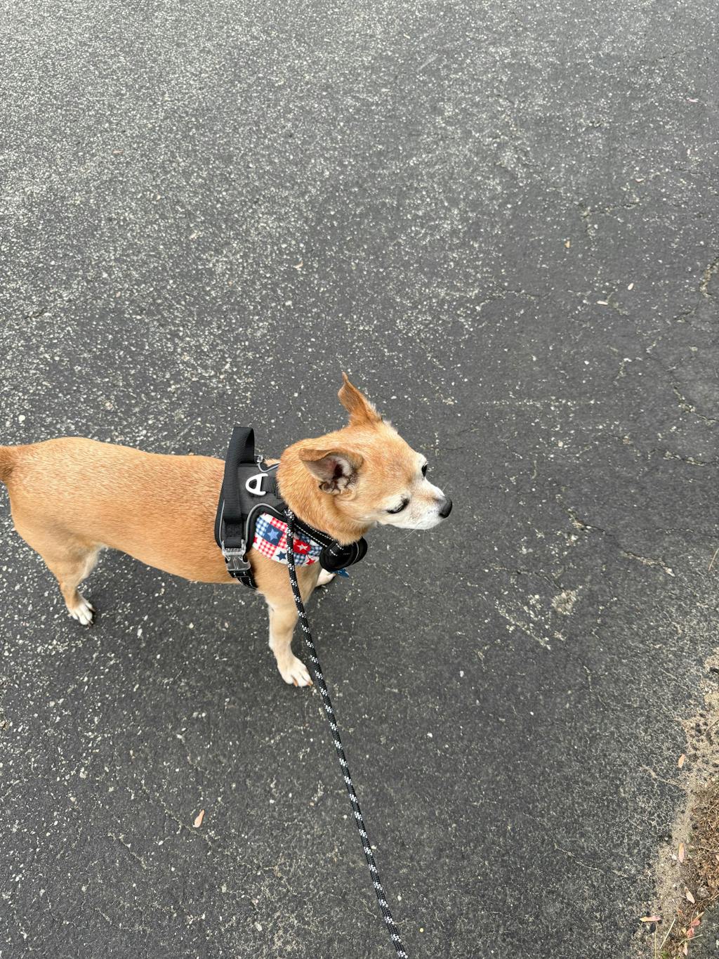 PawSafe® No Pull Dog Harness - No Choke and Prevents Pulling