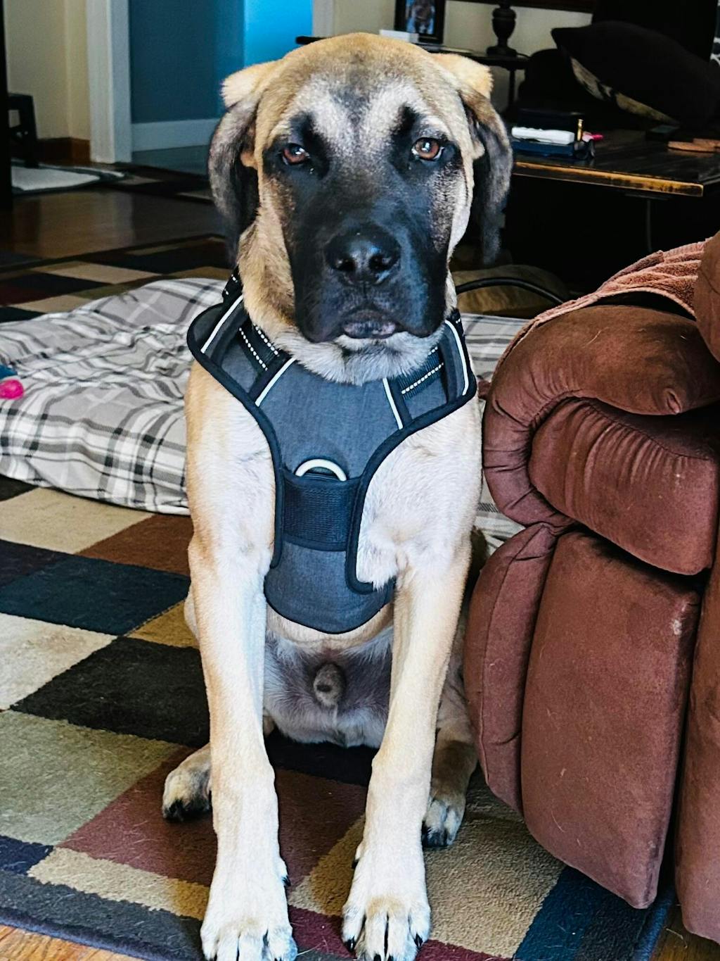 PawSafe® No Pull Dog Harness - No Choke and Prevents Pulling