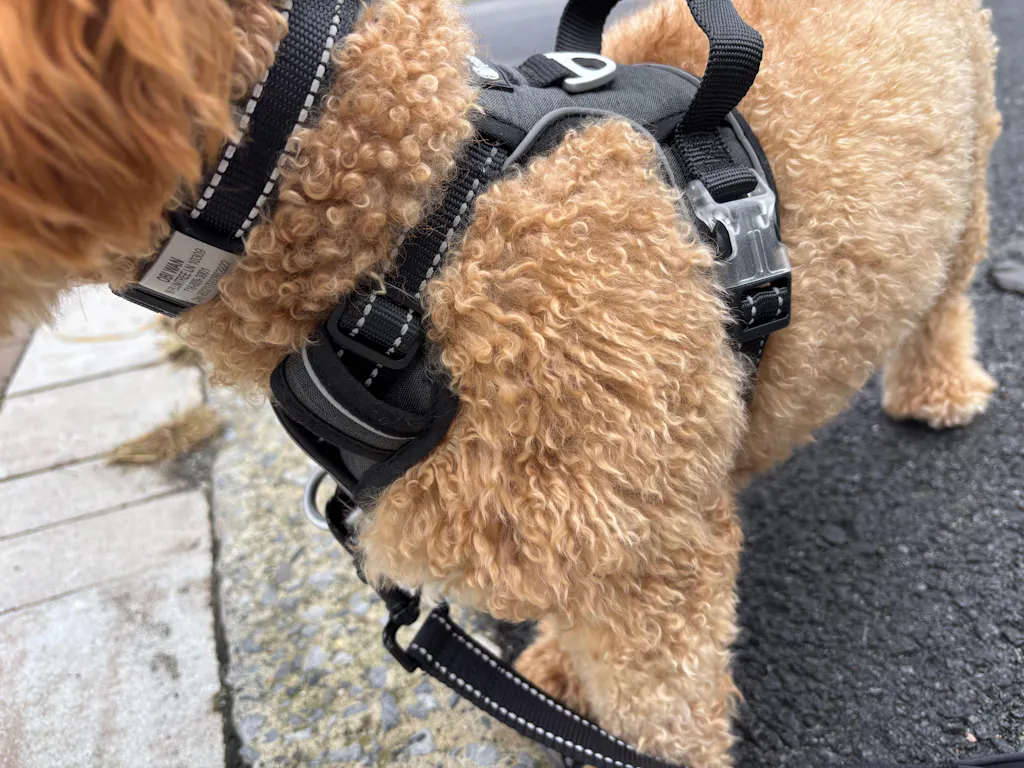PawSafe® No Pull Dog Harness - No Choke and Prevents Pulling